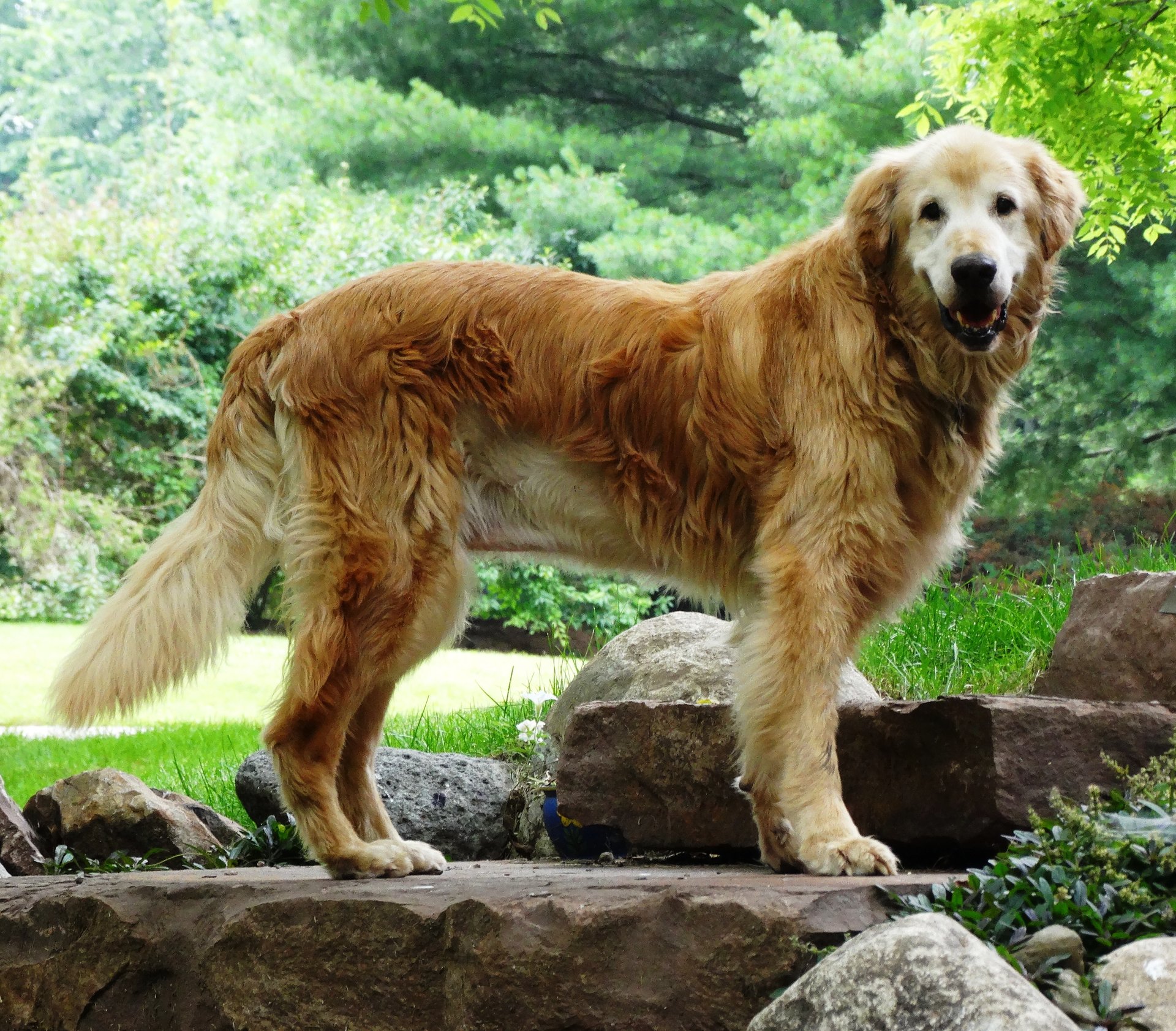 Comet's Online Pet Memorial | Morris Animal Foundation