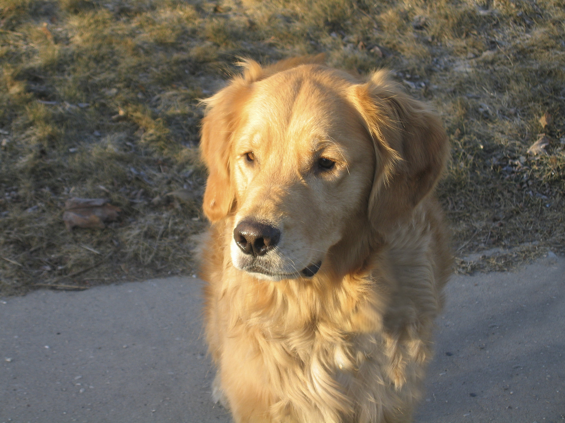 Max's Online Pet Memorial | Morris Animal Foundation