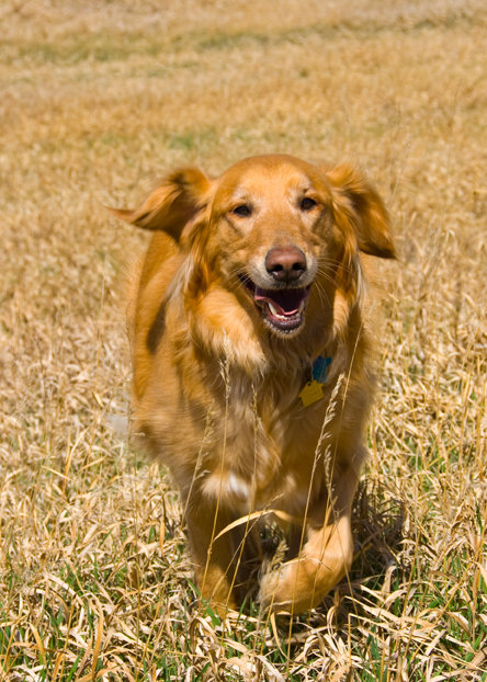 Shayla's Online Pet Memorial | Morris Animal Foundation