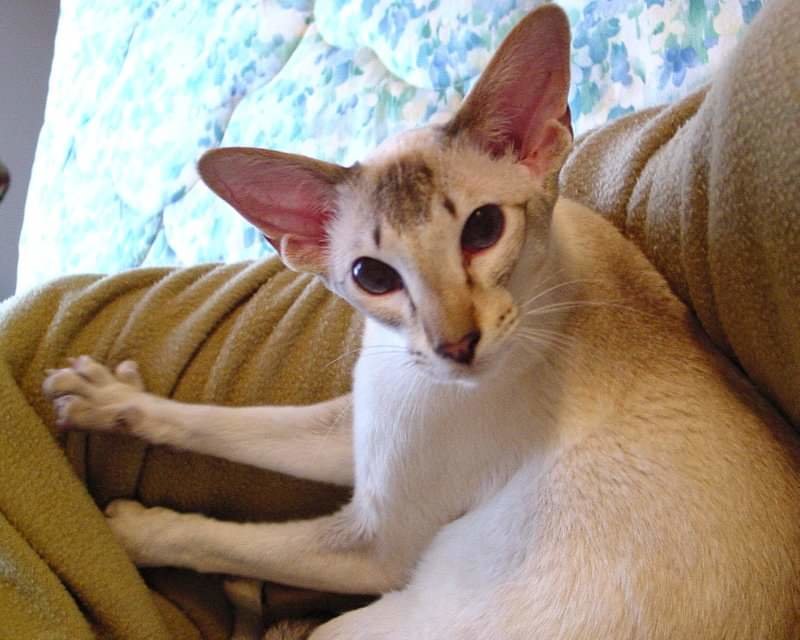 Reese aka Sultry's HeBe Irresistible 's Online Pet Memorial | Morris ...