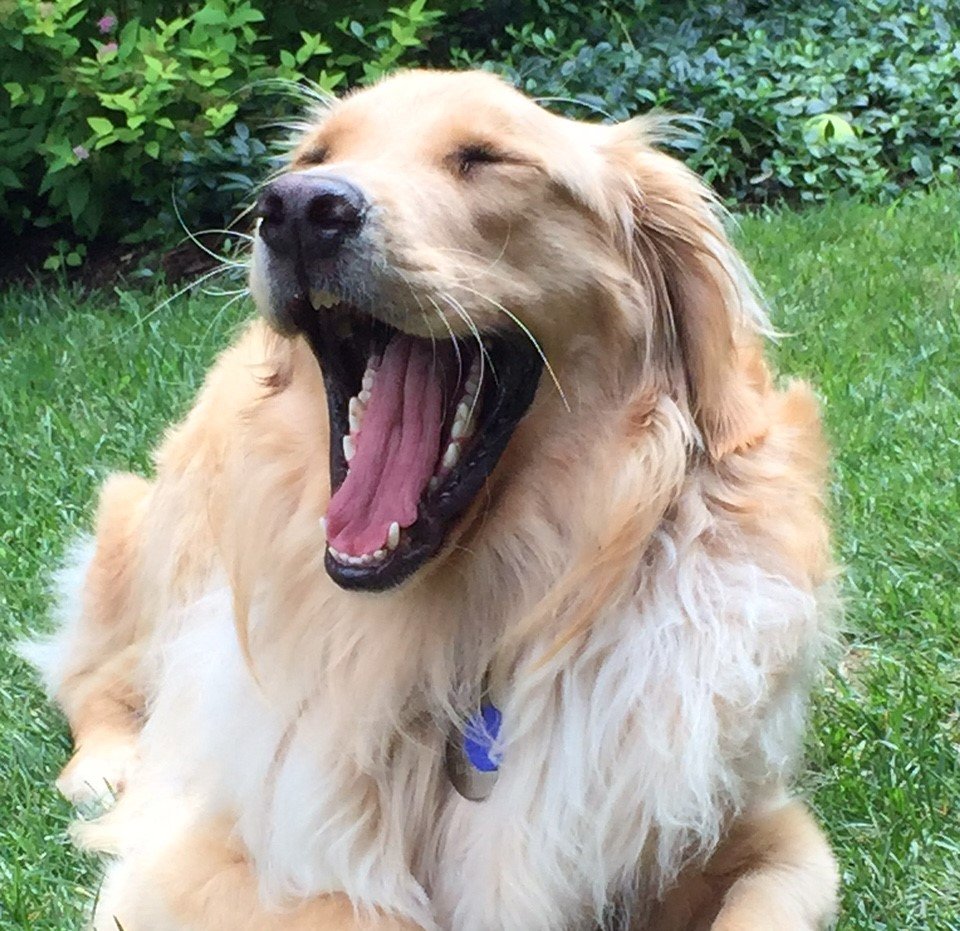 Fred's Online Pet Memorial | Morris Animal Foundation