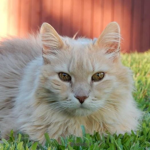 George's Online Pet Memorial | Morris Animal Foundation