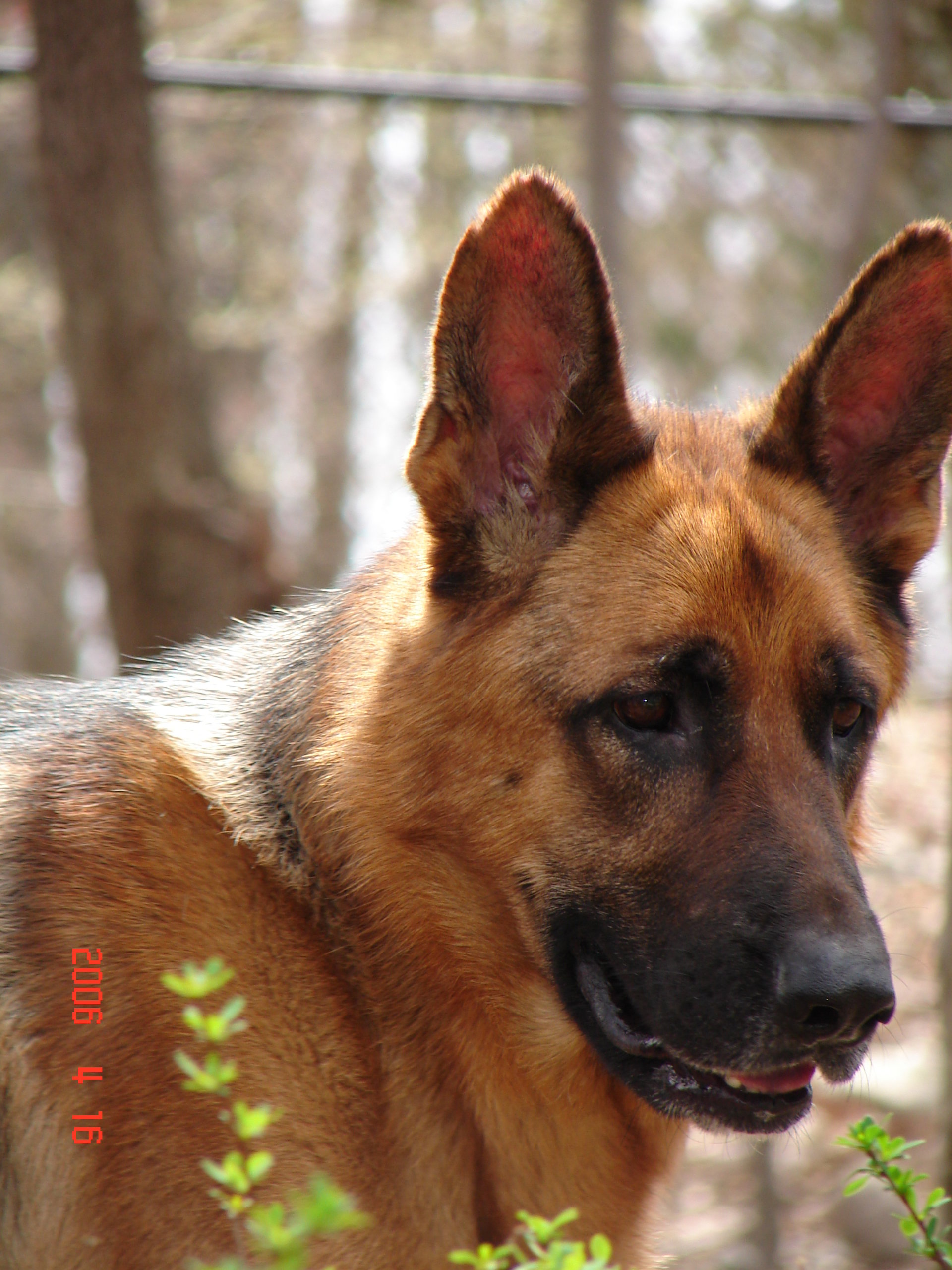 Gunner's Online Pet Memorial | Morris Animal Foundation