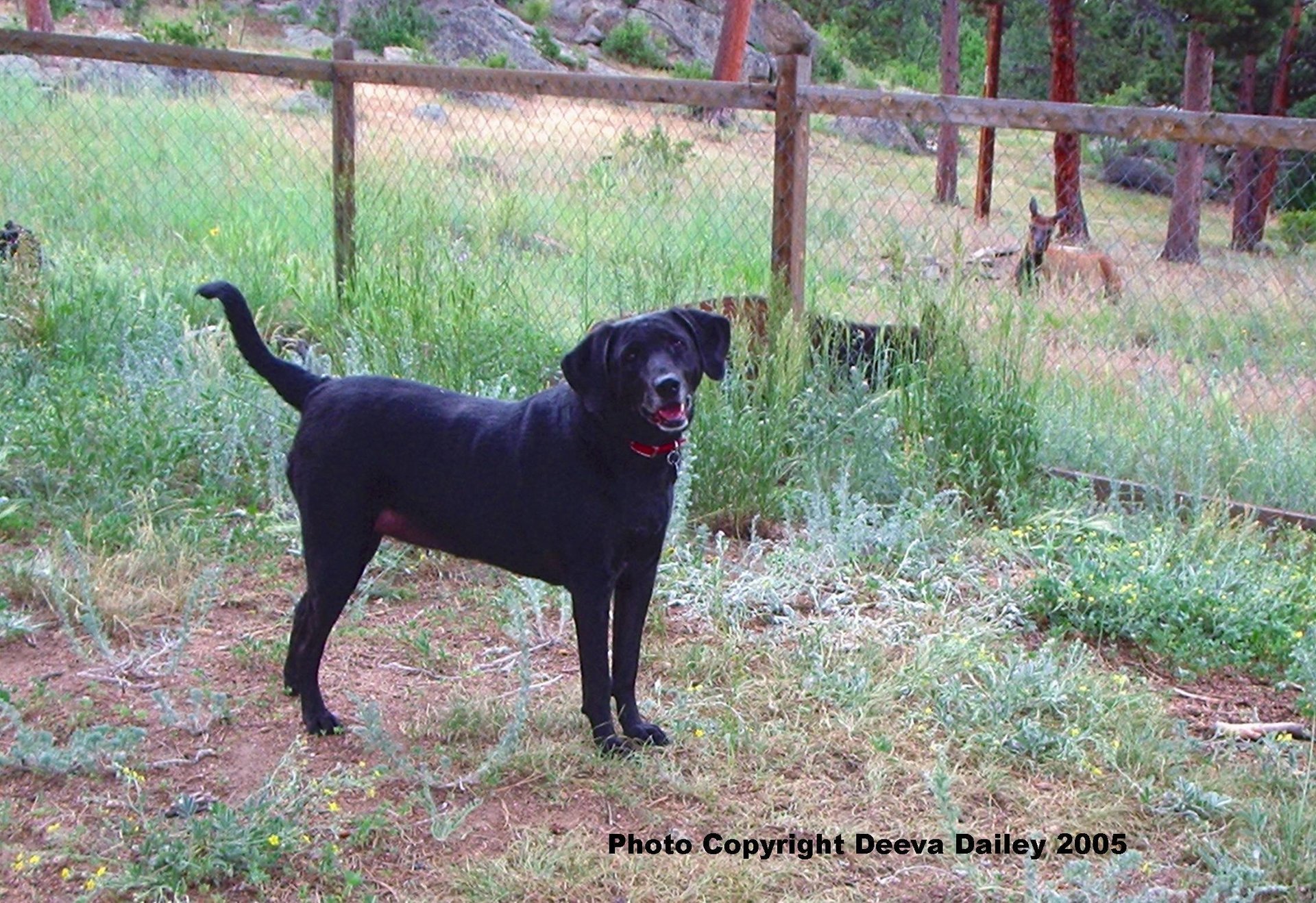 Gypsy's Online Pet Memorial | Morris Animal Foundation