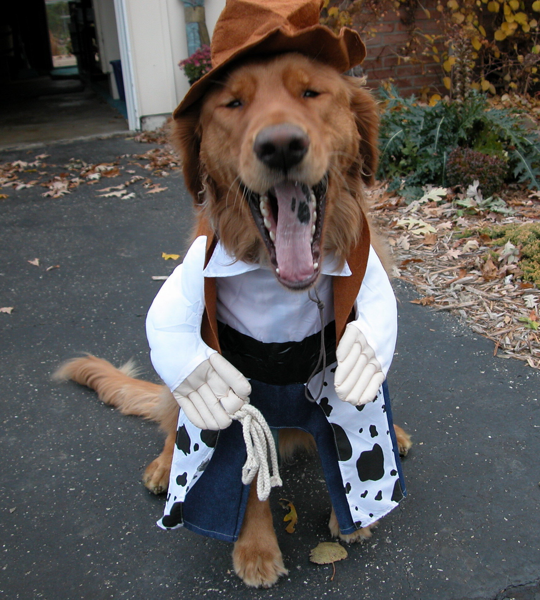 Hunter's Online Pet Memorial | Morris Animal Foundation