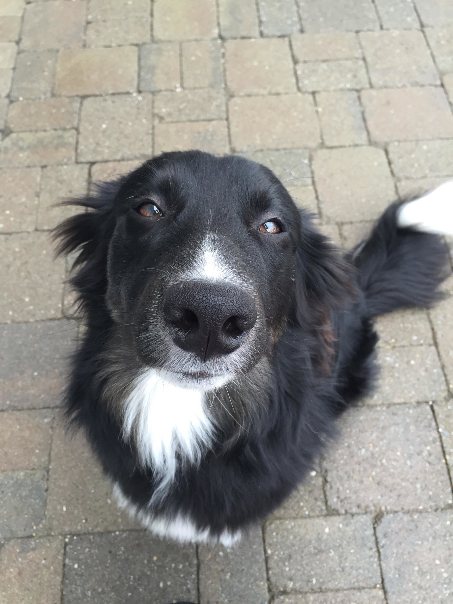 Twist's Online Pet Memorial | Morris Animal Foundation