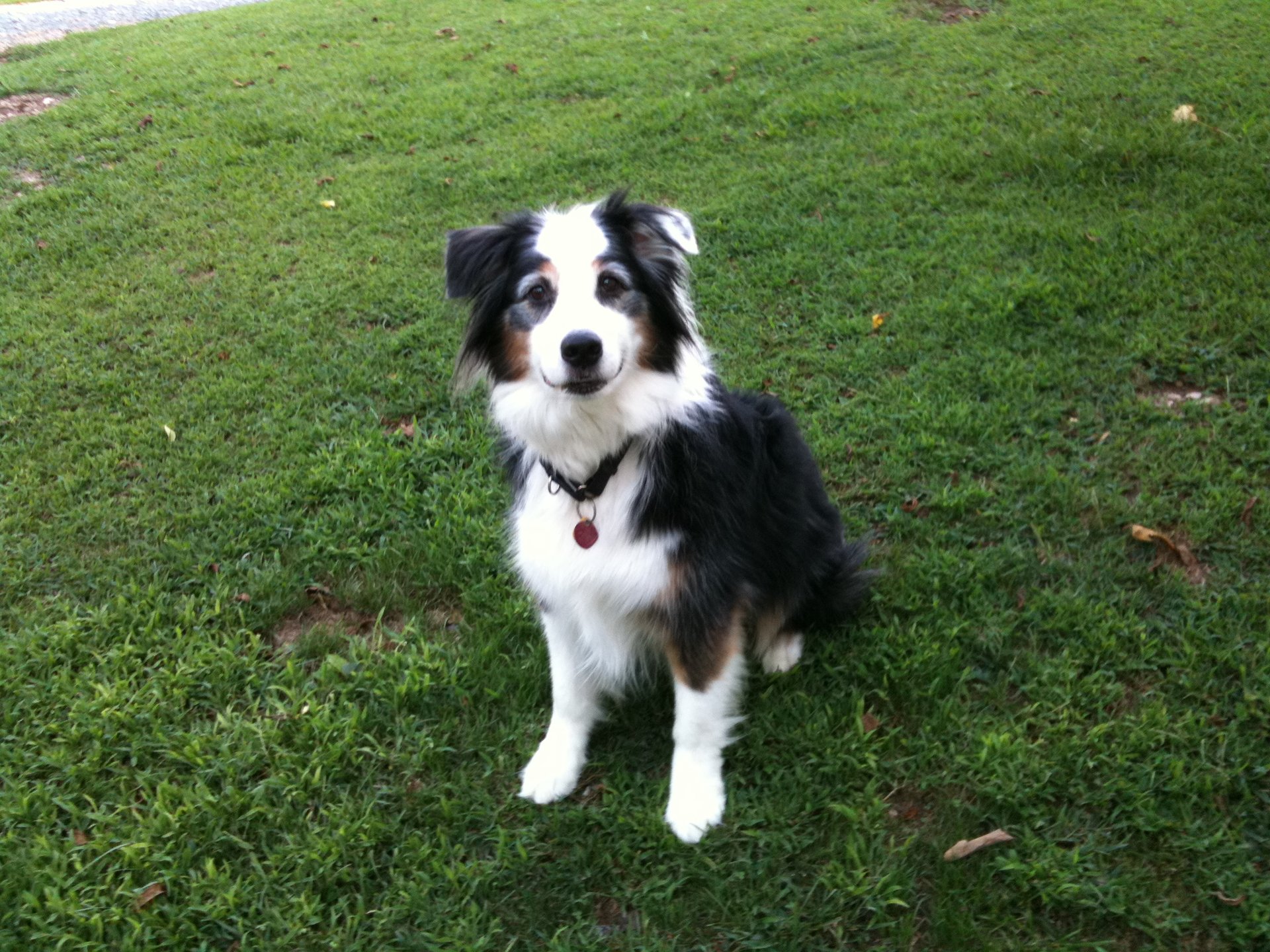 Brody's Online Pet Memorial | Morris Animal Foundation