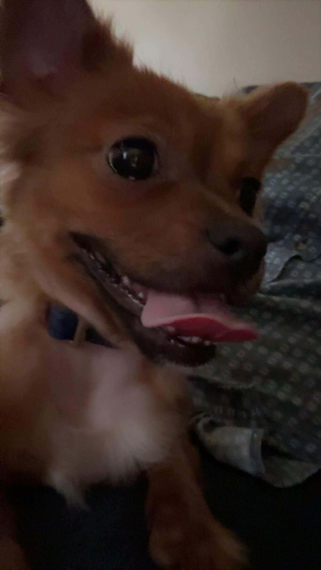 Luke (Lucifer)'s Online Pet Memorial | Morris Animal Foundation