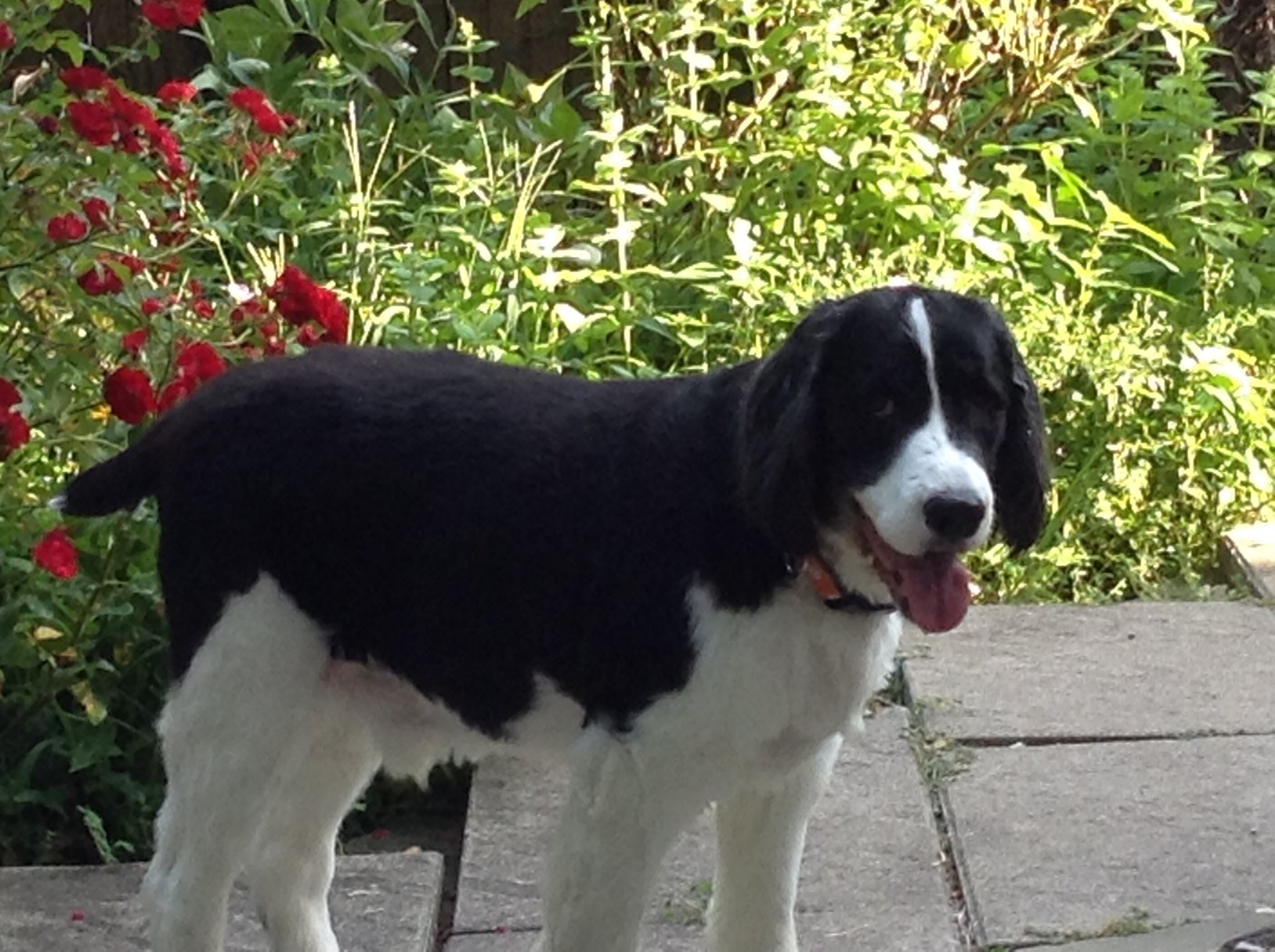Bode's Online Pet Memorial | Morris Animal Foundation