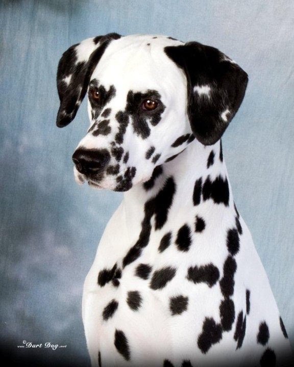 Polo's Online Pet Memorial | Morris Animal Foundation