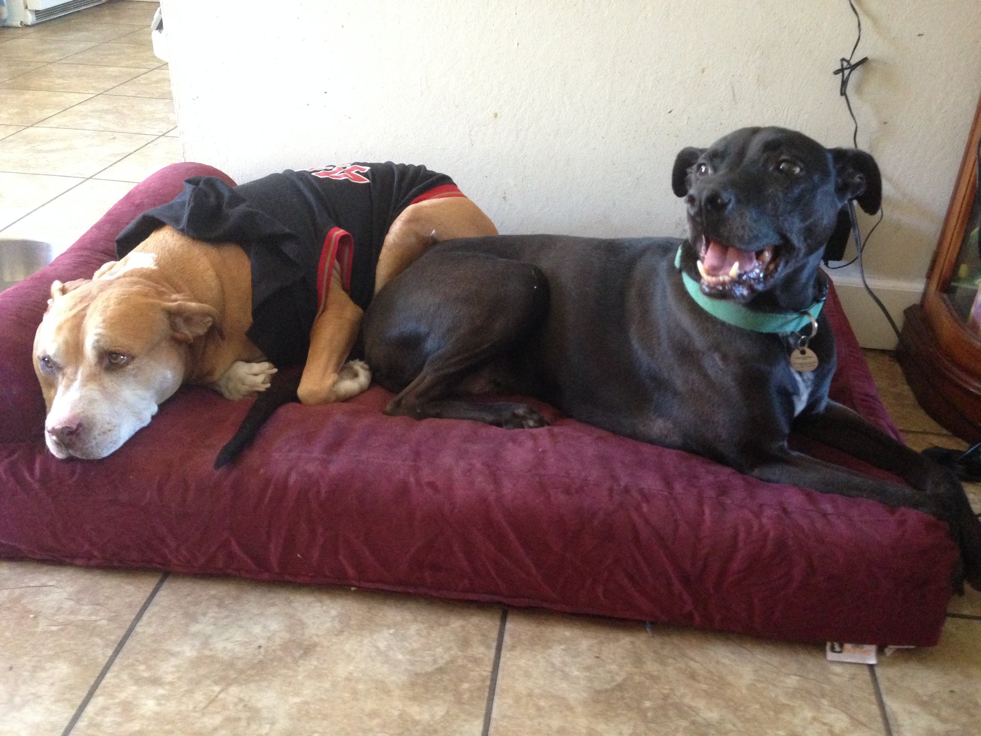 Philly's Online Pet Memorial | Morris Animal Foundation