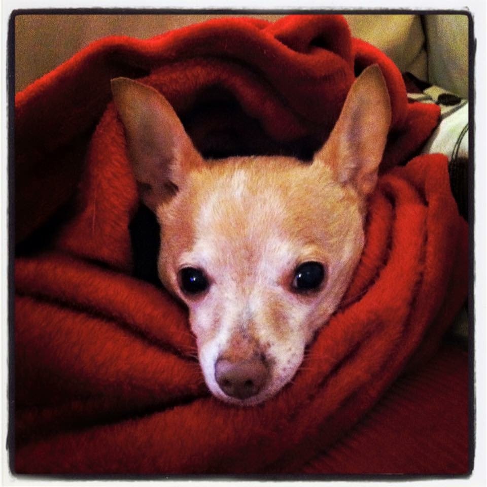 Sully's Online Pet Memorial | Morris Animal Foundation