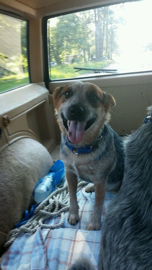 Pepper's Online Pet Memorial | Morris Animal Foundation