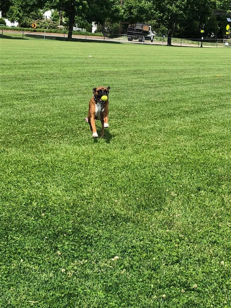 Nala's Online Pet Memorial | Morris Animal Foundation