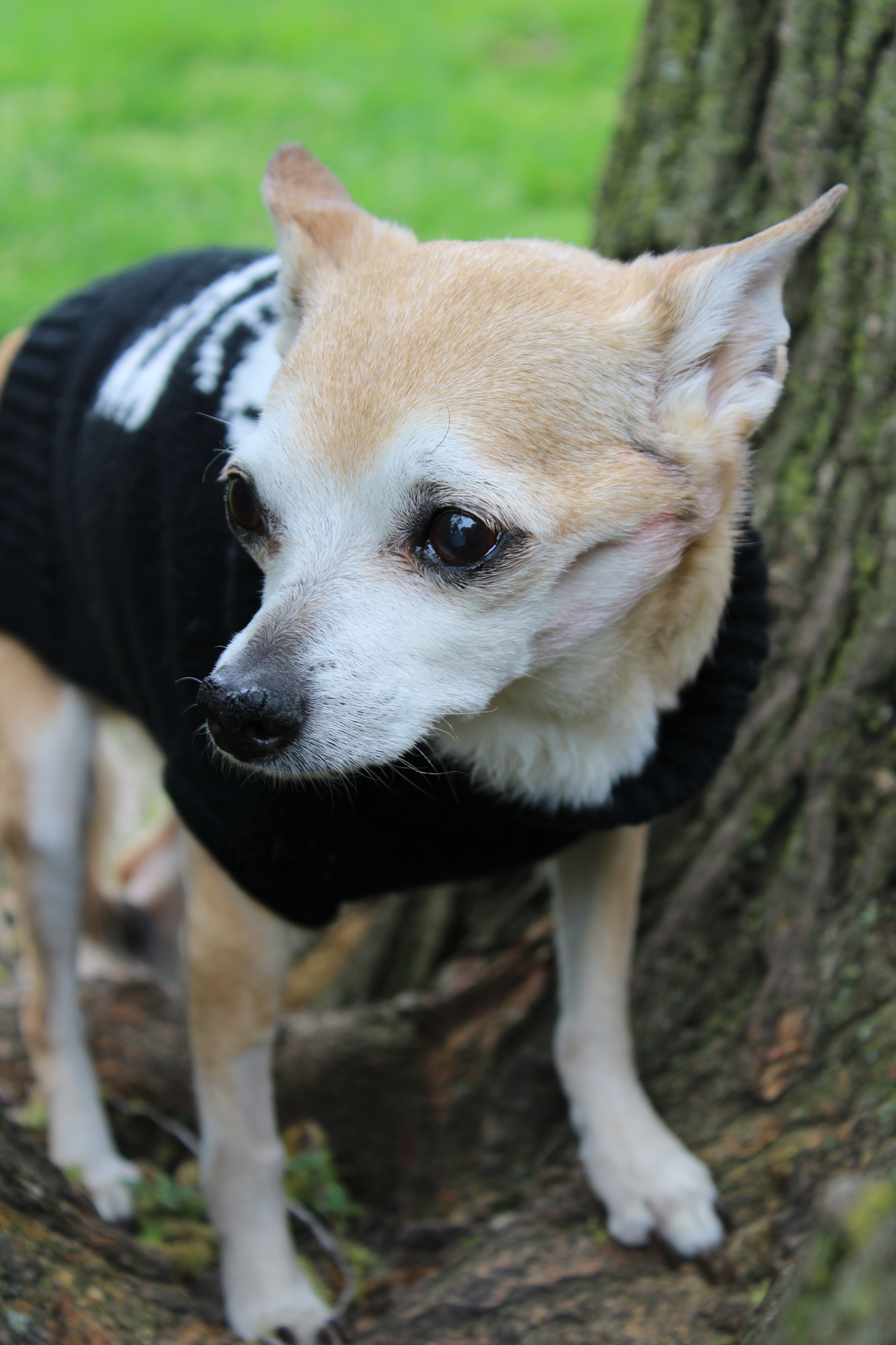 Chanel Marie Rivera's Online Pet Memorial | Morris Animal Foundation
