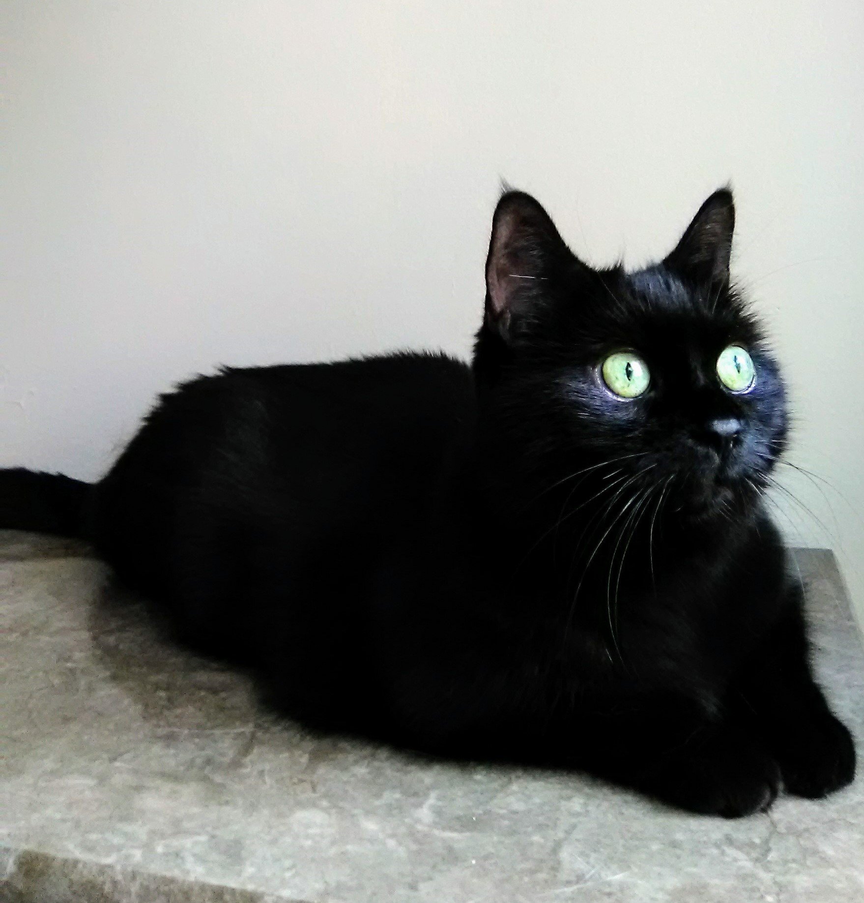 Kiwi's Online Pet Memorial | Morris Animal Foundation