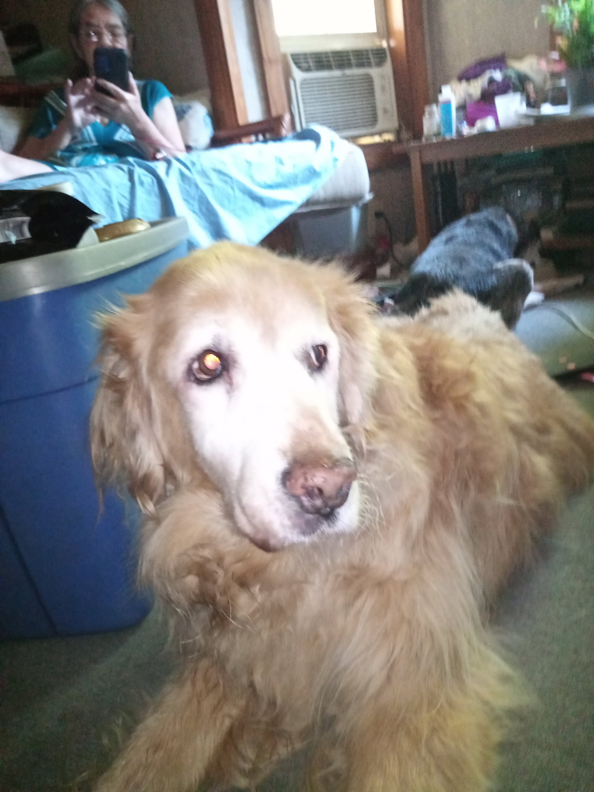 Nutters 's Online Pet Memorial | Morris Animal Foundation