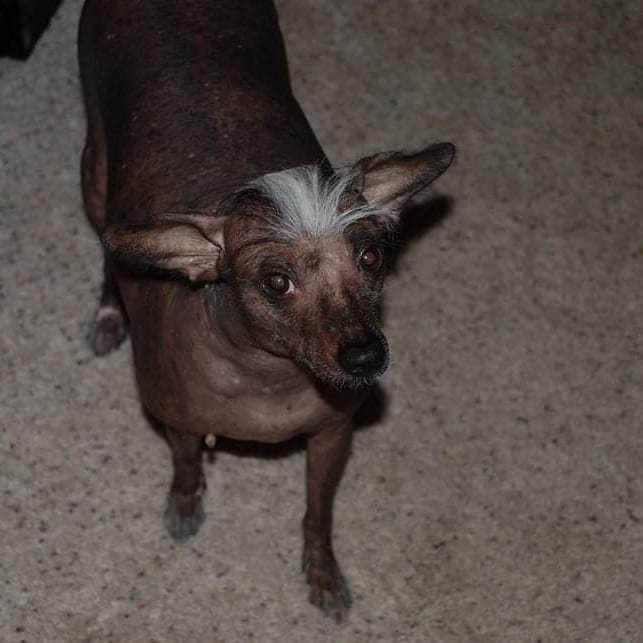 Artie's Online Pet Memorial | Morris Animal Foundation