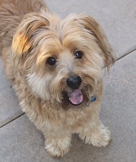 Teddy's Online Pet Memorial | Morris Animal Foundation