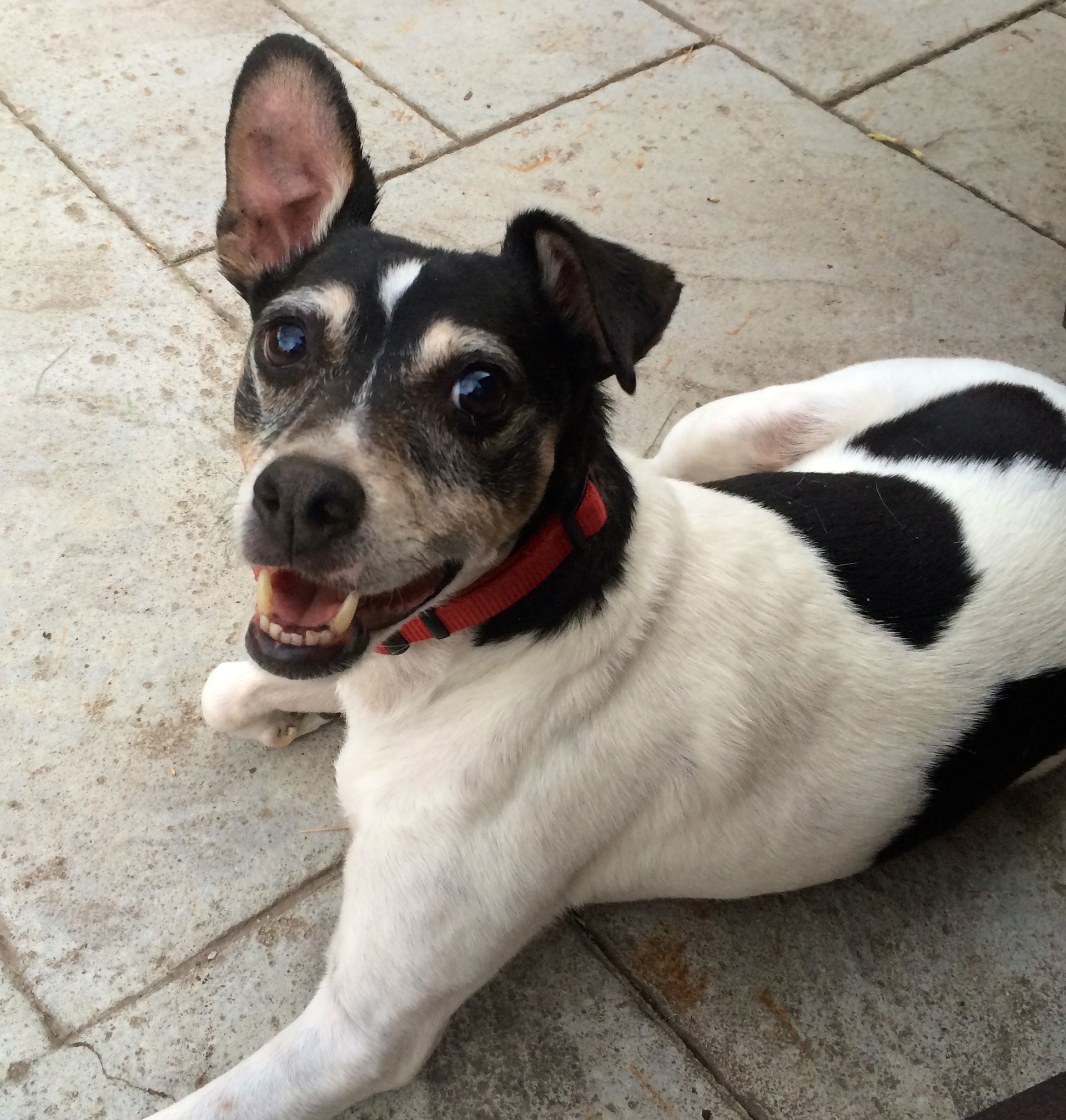 Murray's Online Pet Memorial | Morris Animal Foundation