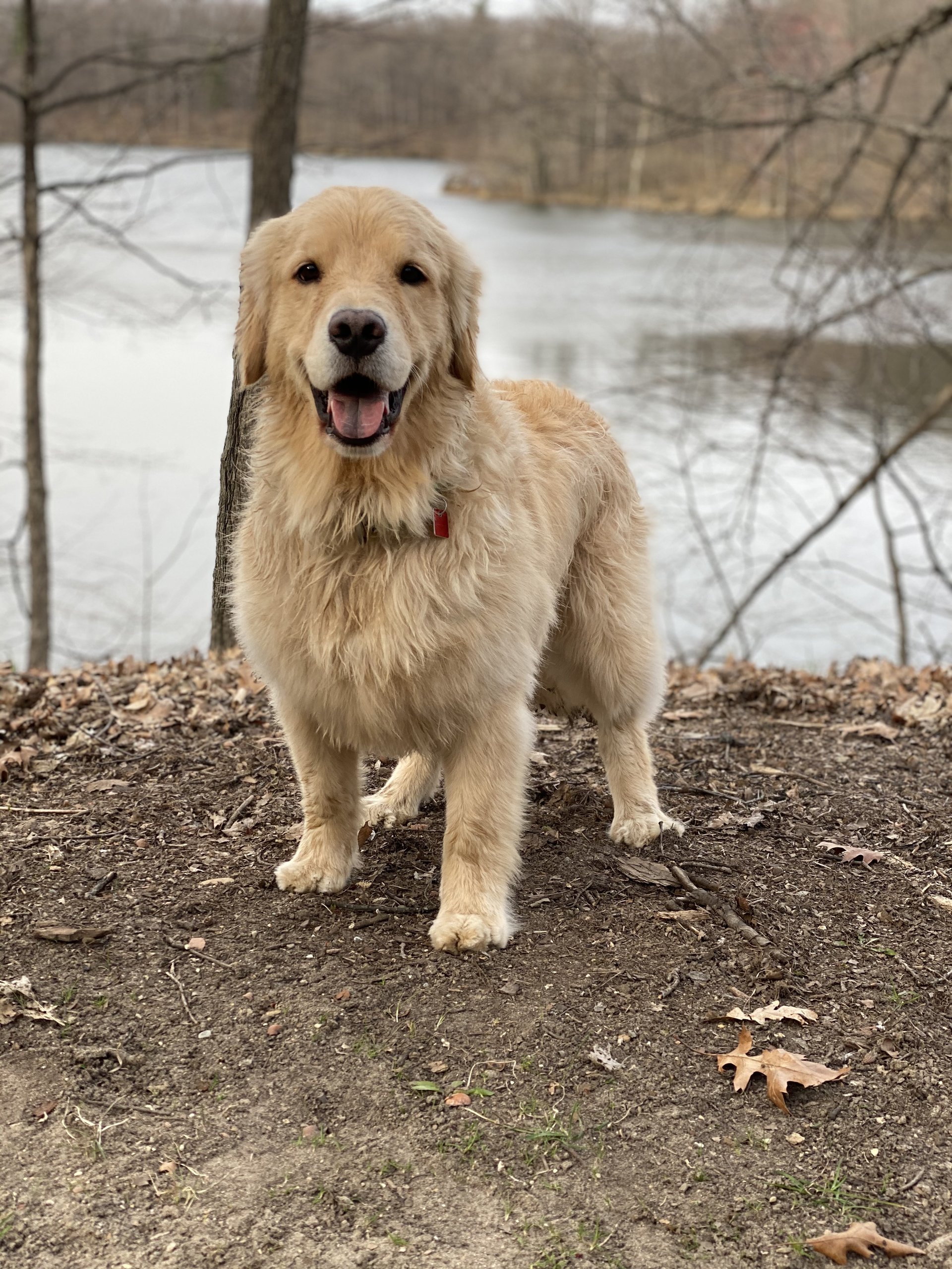 Doobie's Online Pet Memorial | Morris Animal Foundation
