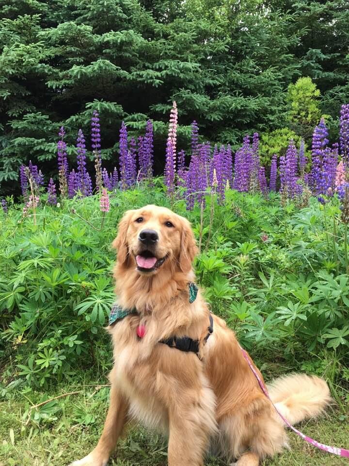 Daisy's Online Pet Memorial | Morris Animal Foundation