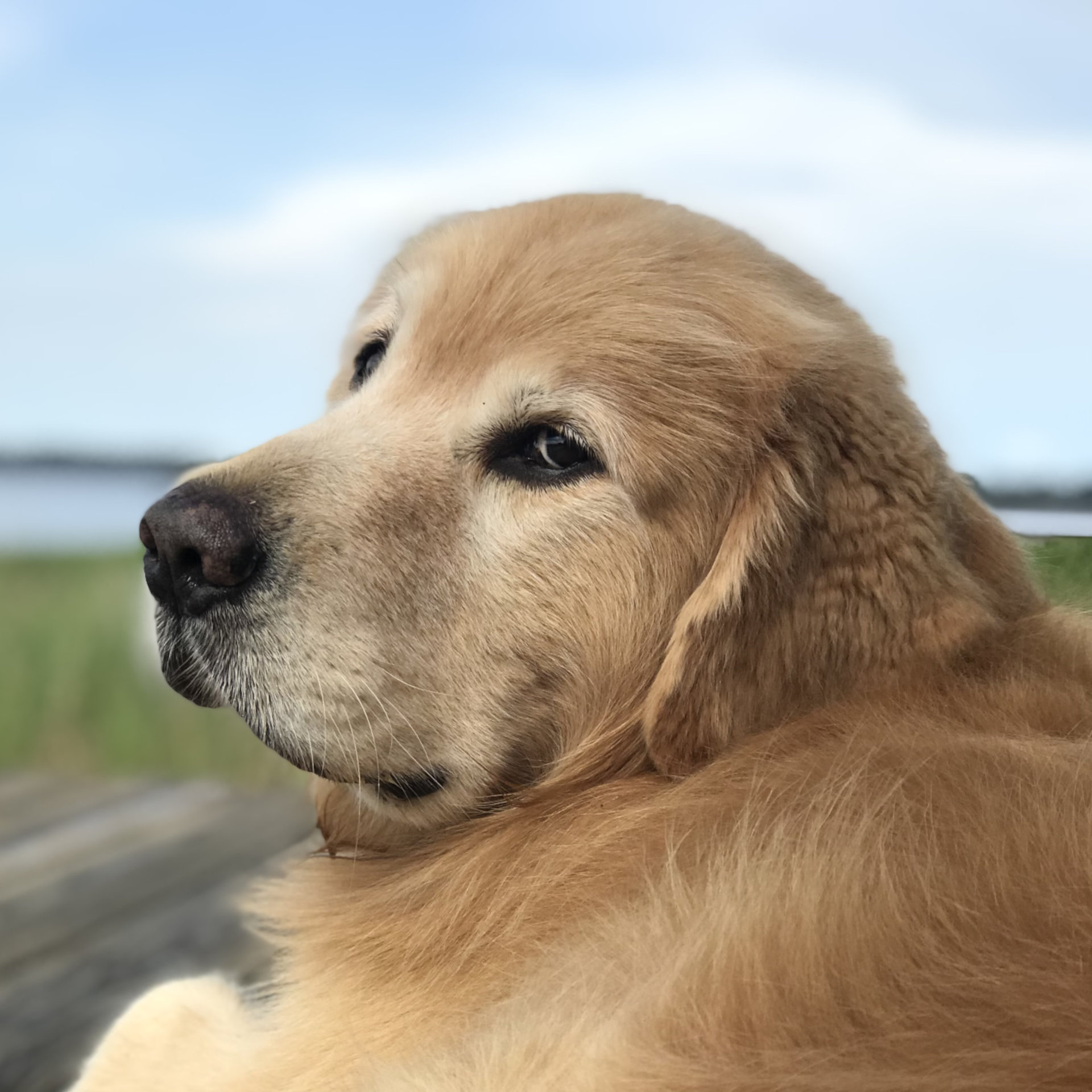 Tanner Hero #1070's Online Pet Memorial | Morris Animal Foundation