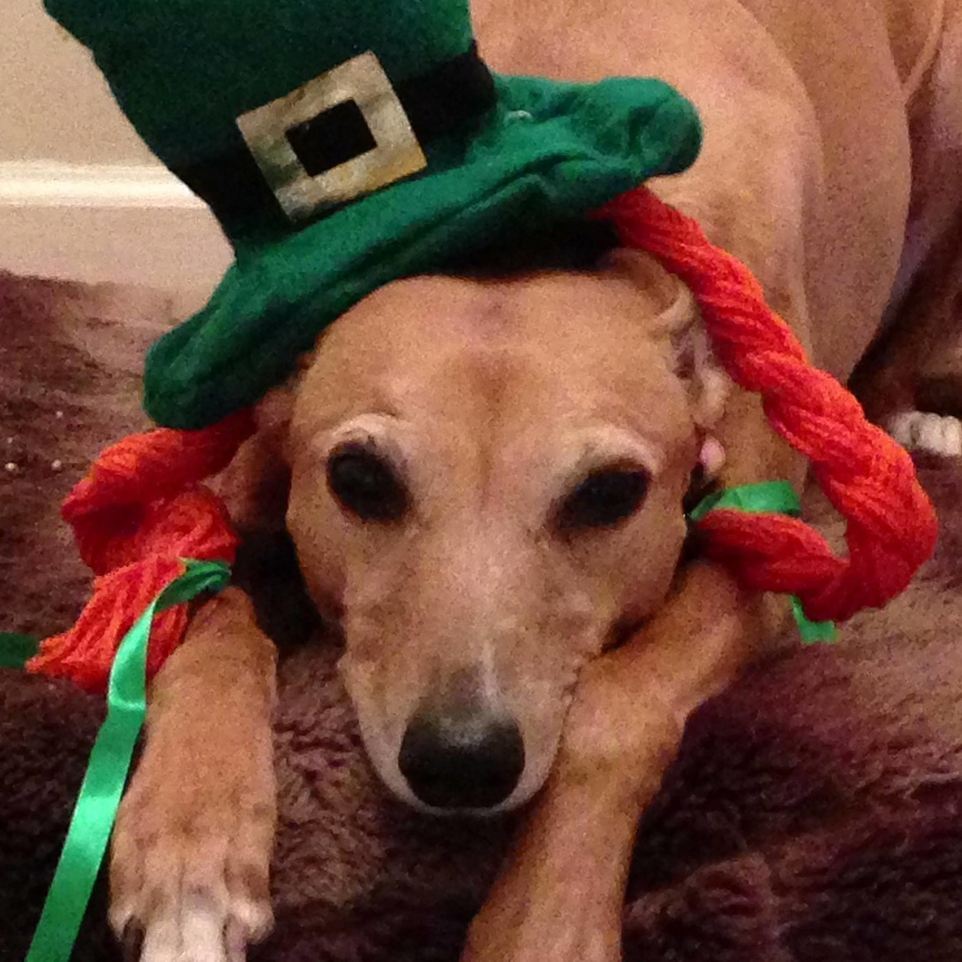 Irish's Online Pet Memorial | Morris Animal Foundation