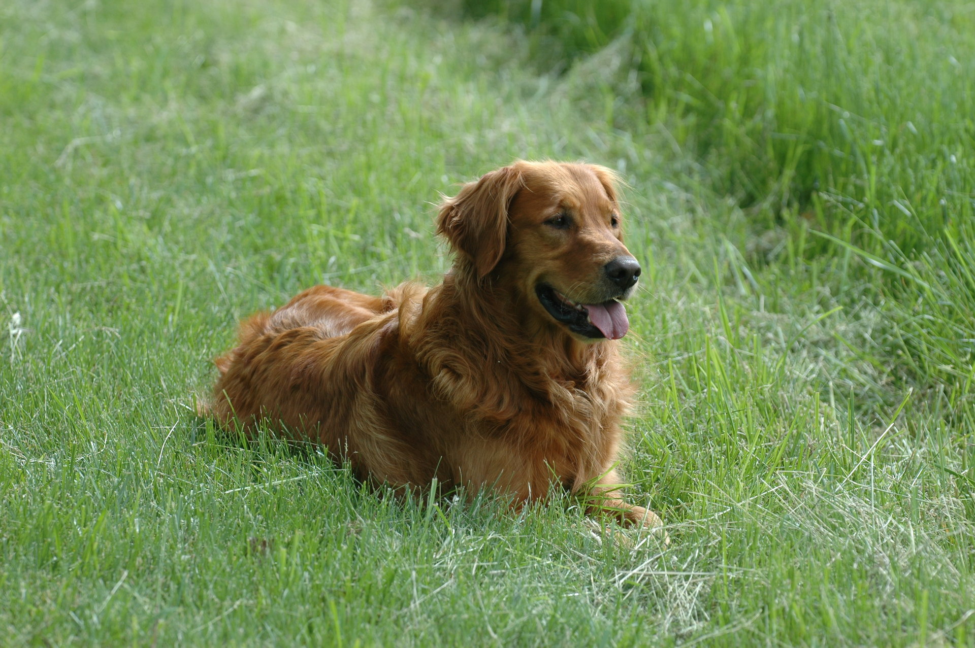 Jake's Online Pet Memorial | Morris Animal Foundation