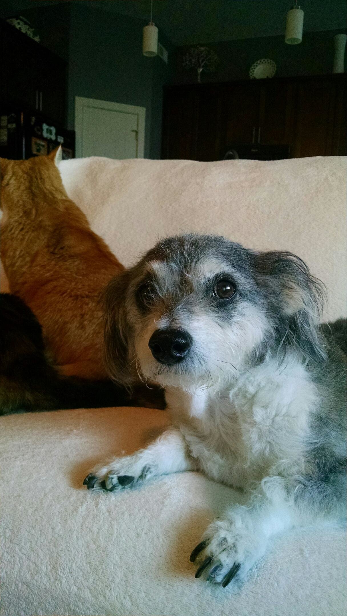 Jasper's Online Pet Memorial | Morris Animal Foundation