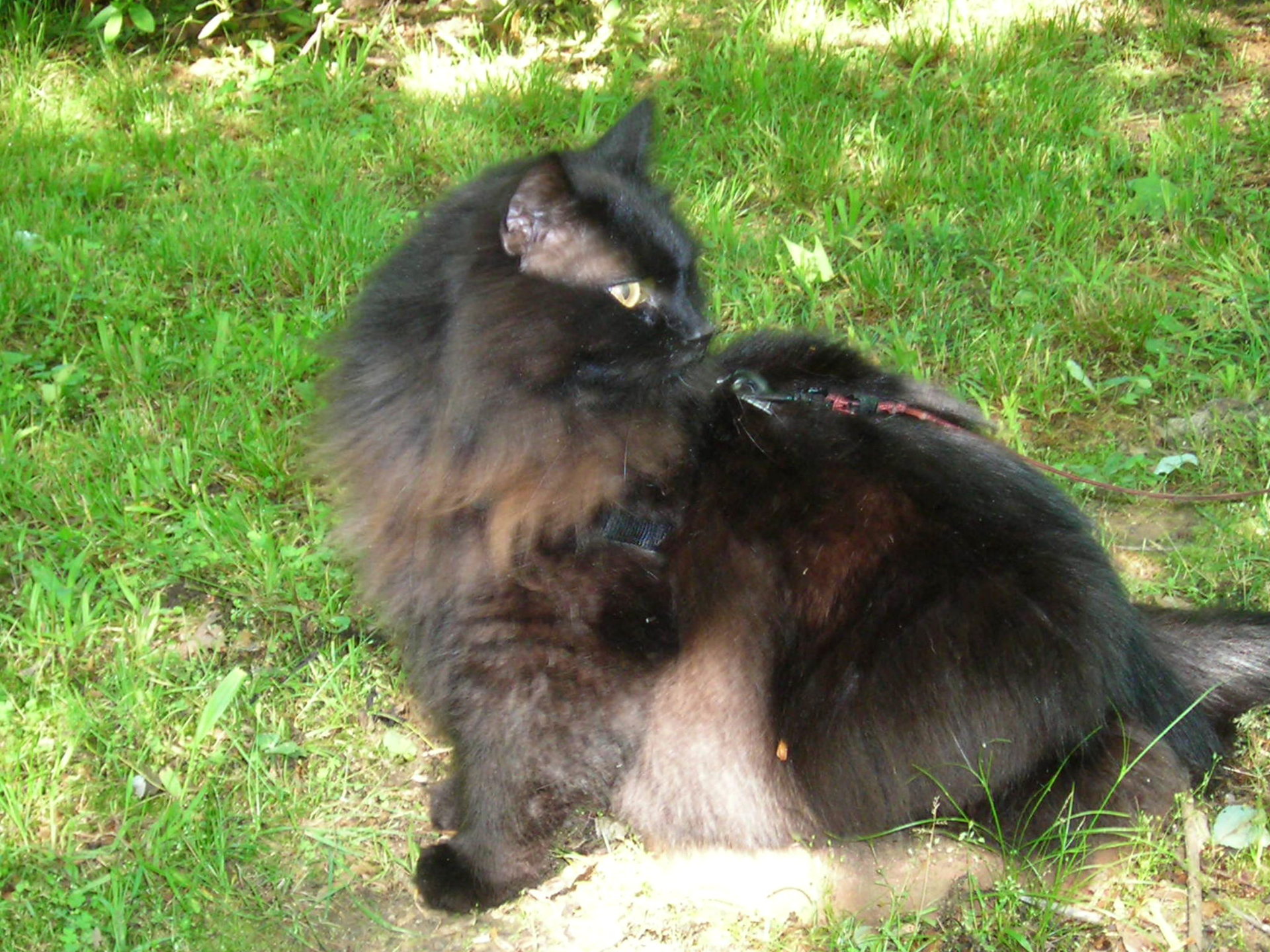 Jeoffry's Online Pet Memorial | Morris Animal Foundation