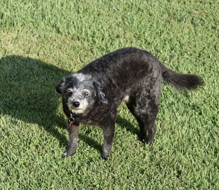 Joe Welch's Online Pet Memorial | Morris Animal Foundation