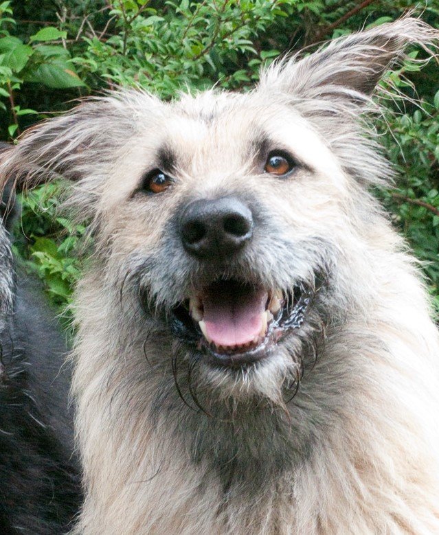 Juno's Online Pet Memorial | Morris Animal Foundation