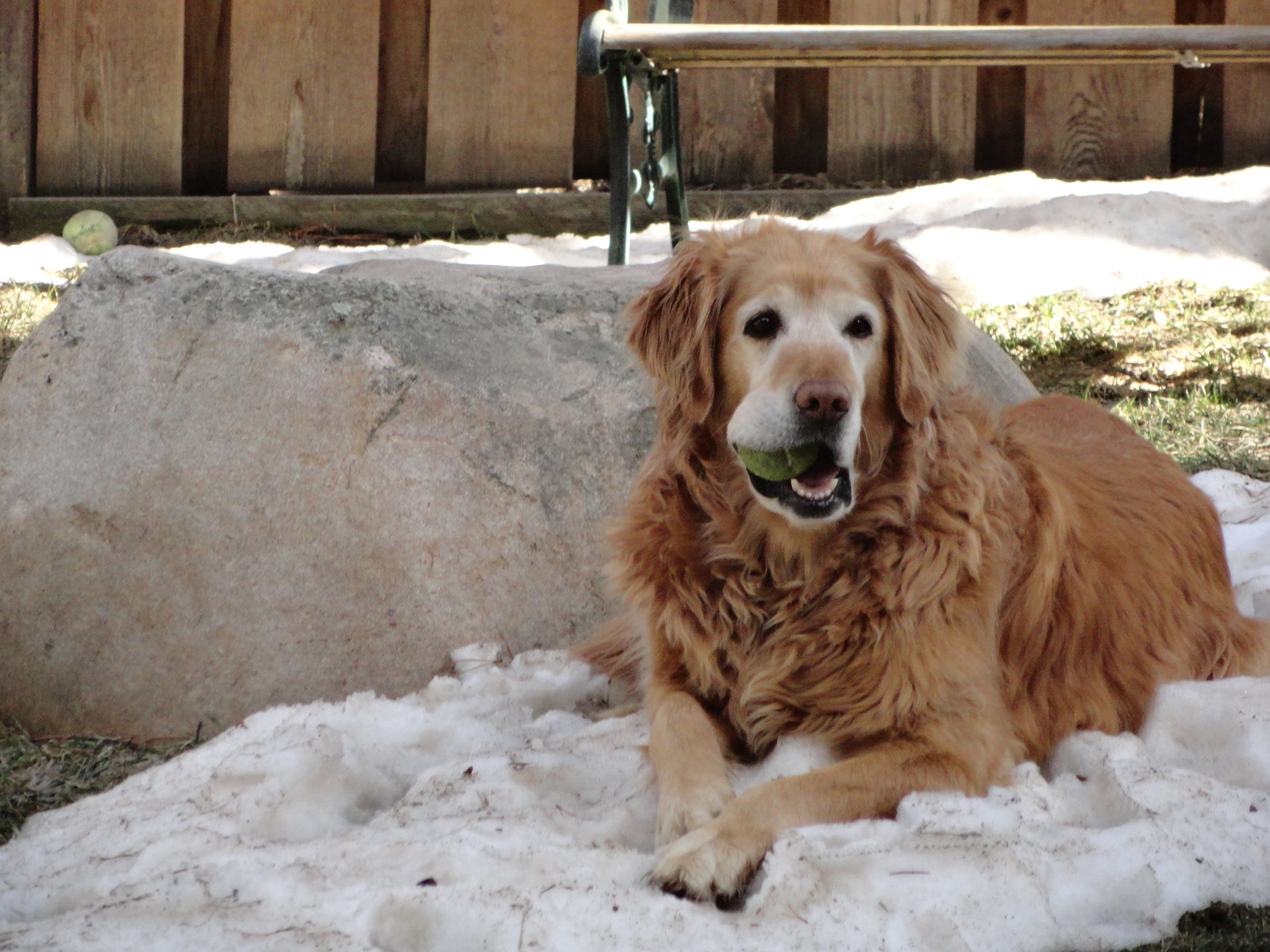 Jenny Bean's Online Pet Memorial | Morris Animal Foundation