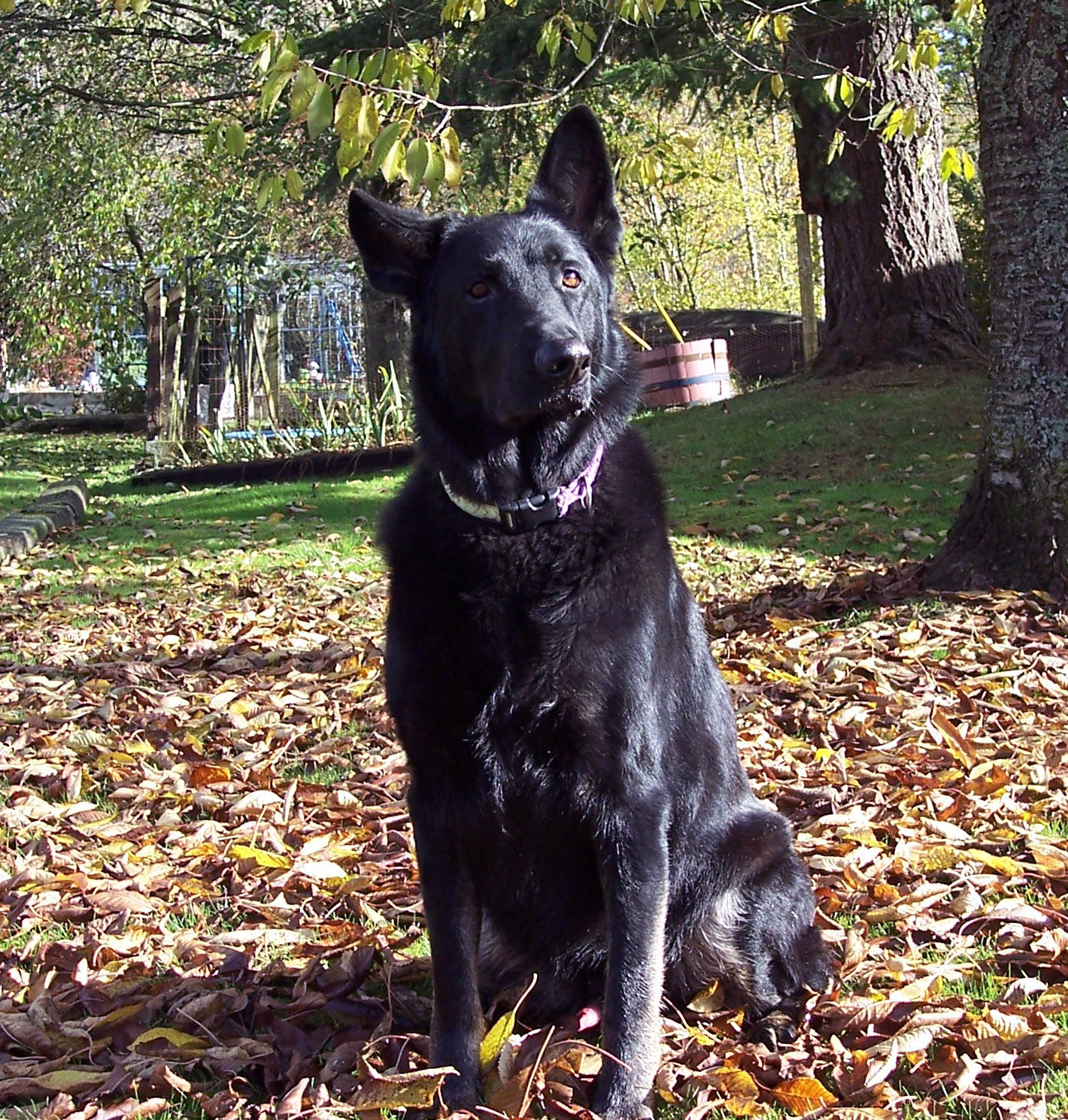 Luc's Online Pet Memorial | Morris Animal Foundation