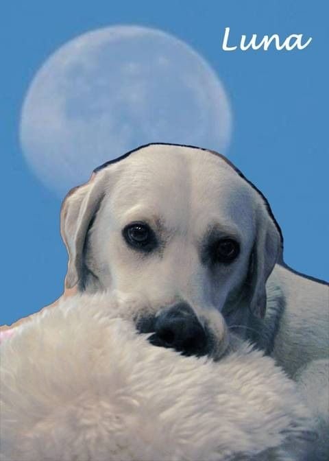 Luna's Online Pet Memorial | Morris Animal Foundation