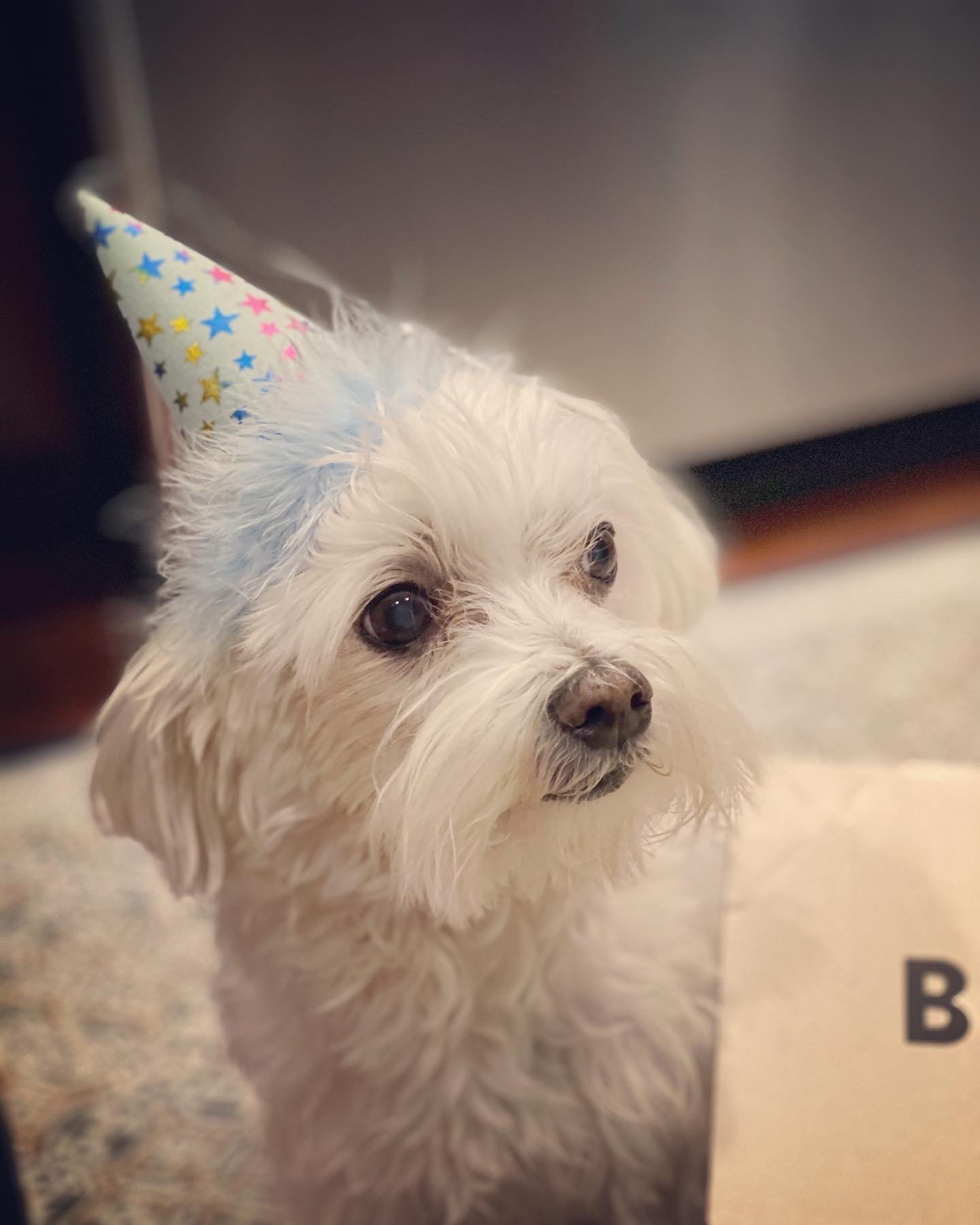 Mandoo's Online Pet Memorial | Morris Animal Foundation