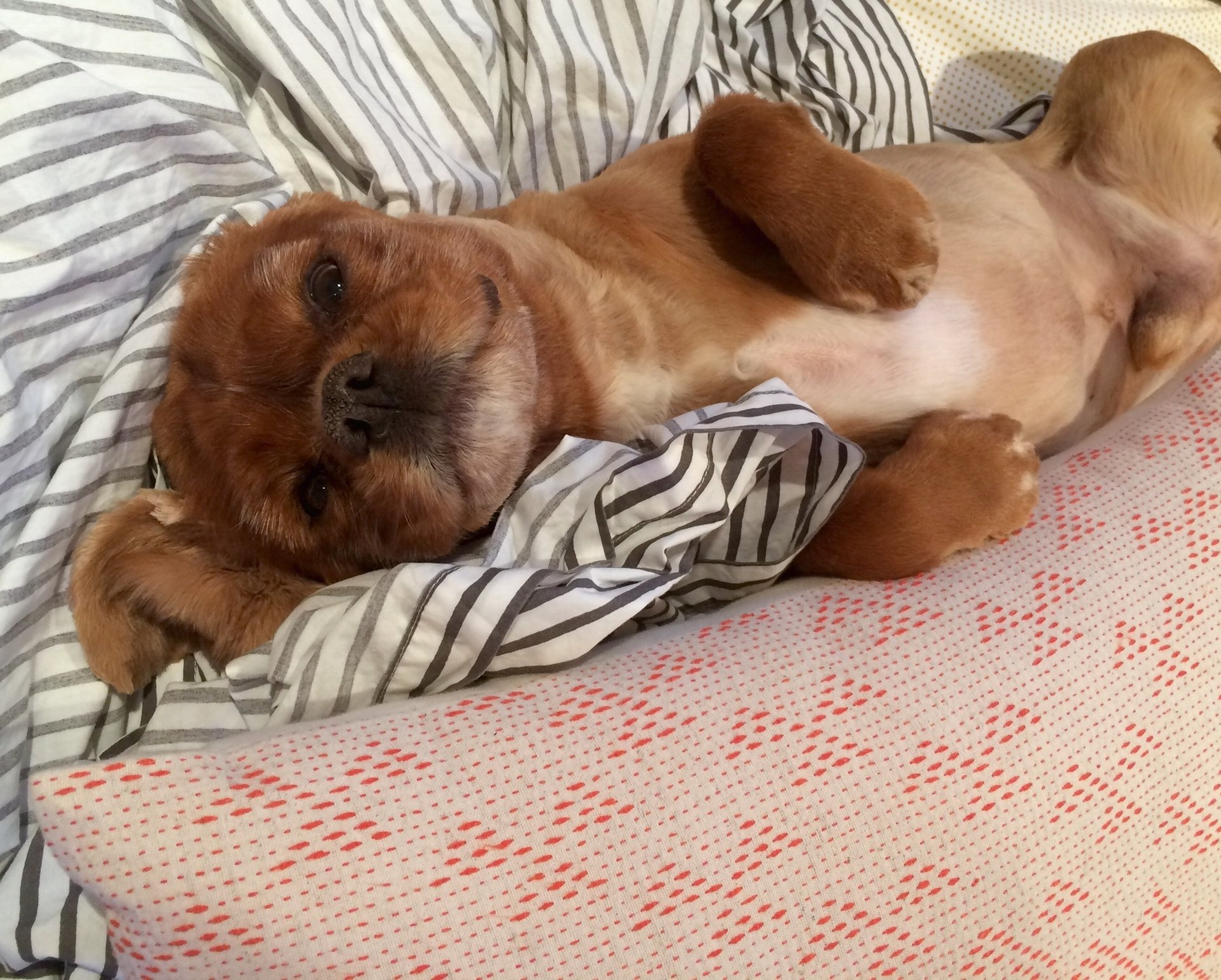 Maximus's Online Pet Memorial | Morris Animal Foundation