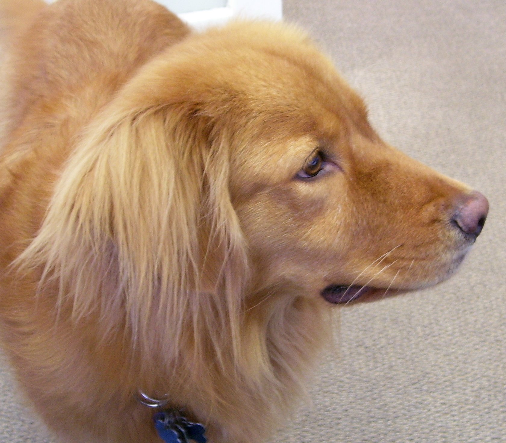 Captain Morgan's Online Pet Memorial | Morris Animal Foundation