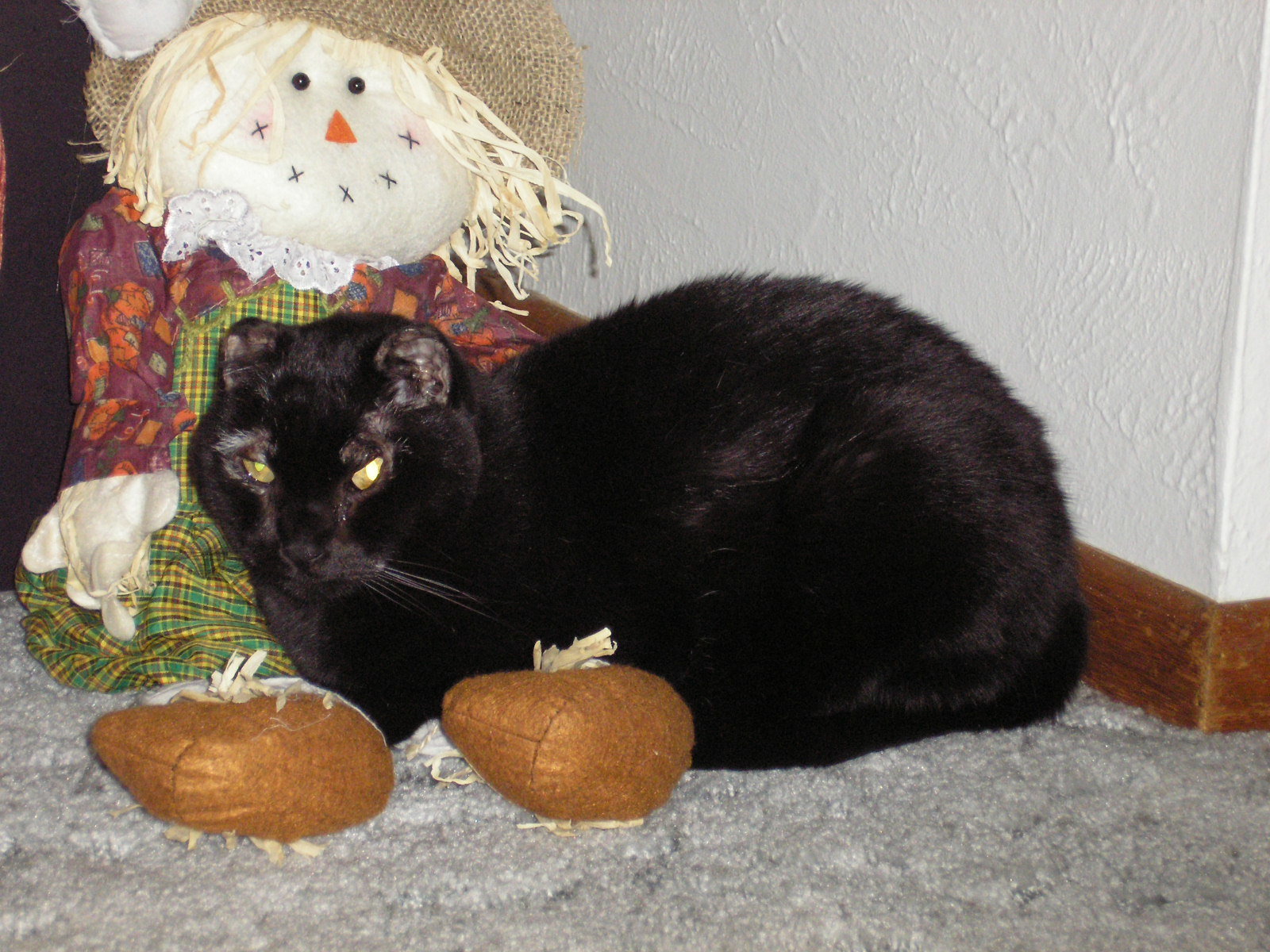 Phoenix's Online Pet Memorial | Morris Animal Foundation