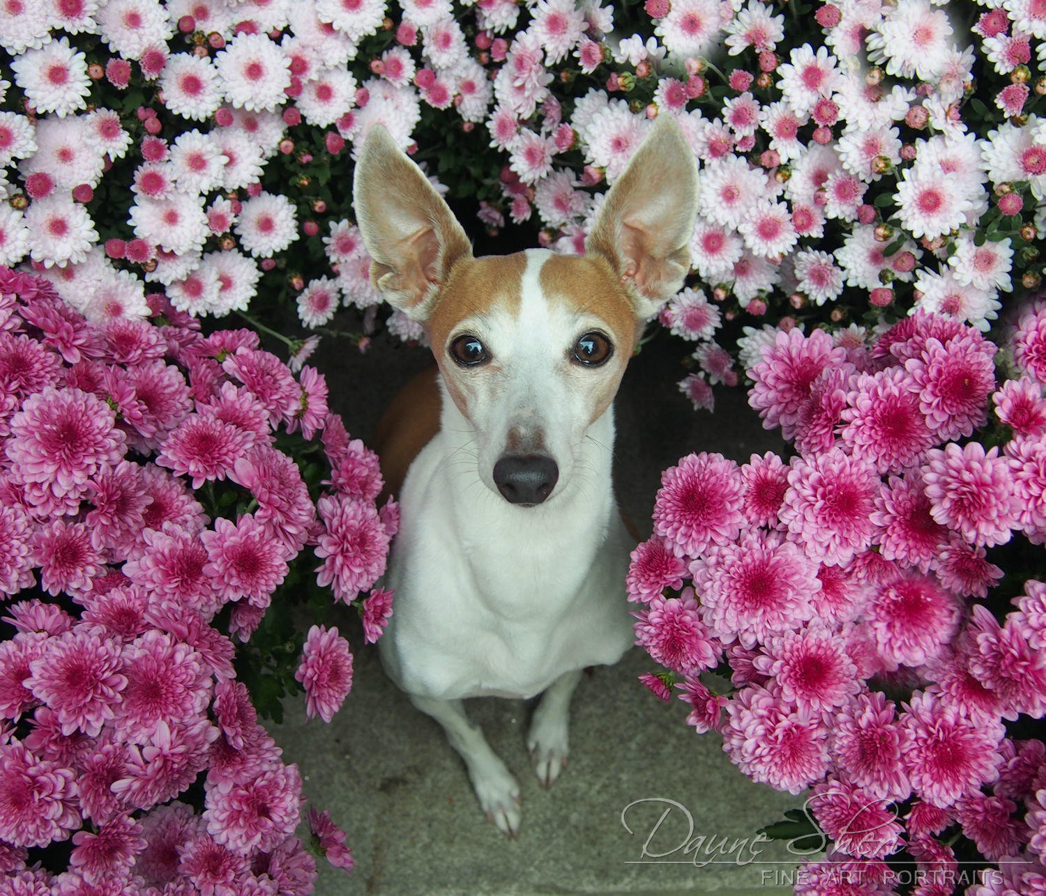 Paige's Online Pet Memorial | Morris Animal Foundation