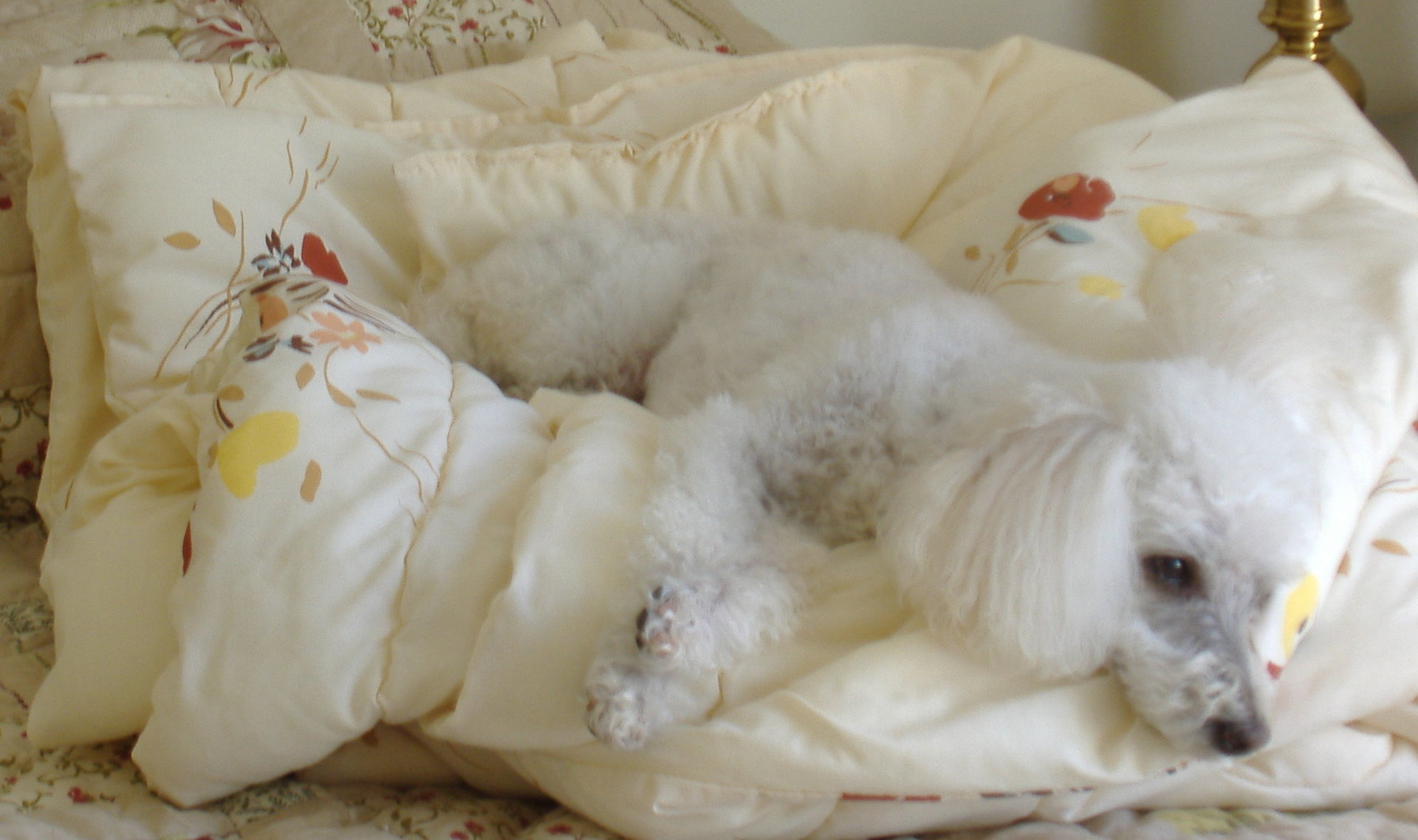 Buffy's Online Pet Memorial | Morris Animal Foundation