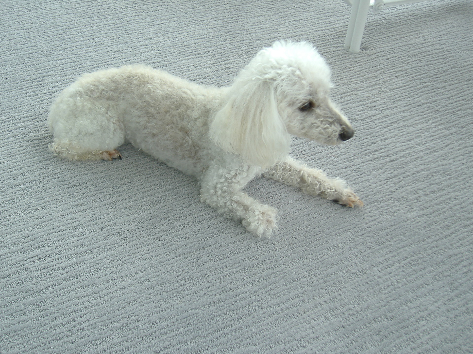 Buffy's Online Pet Memorial | Morris Animal Foundation