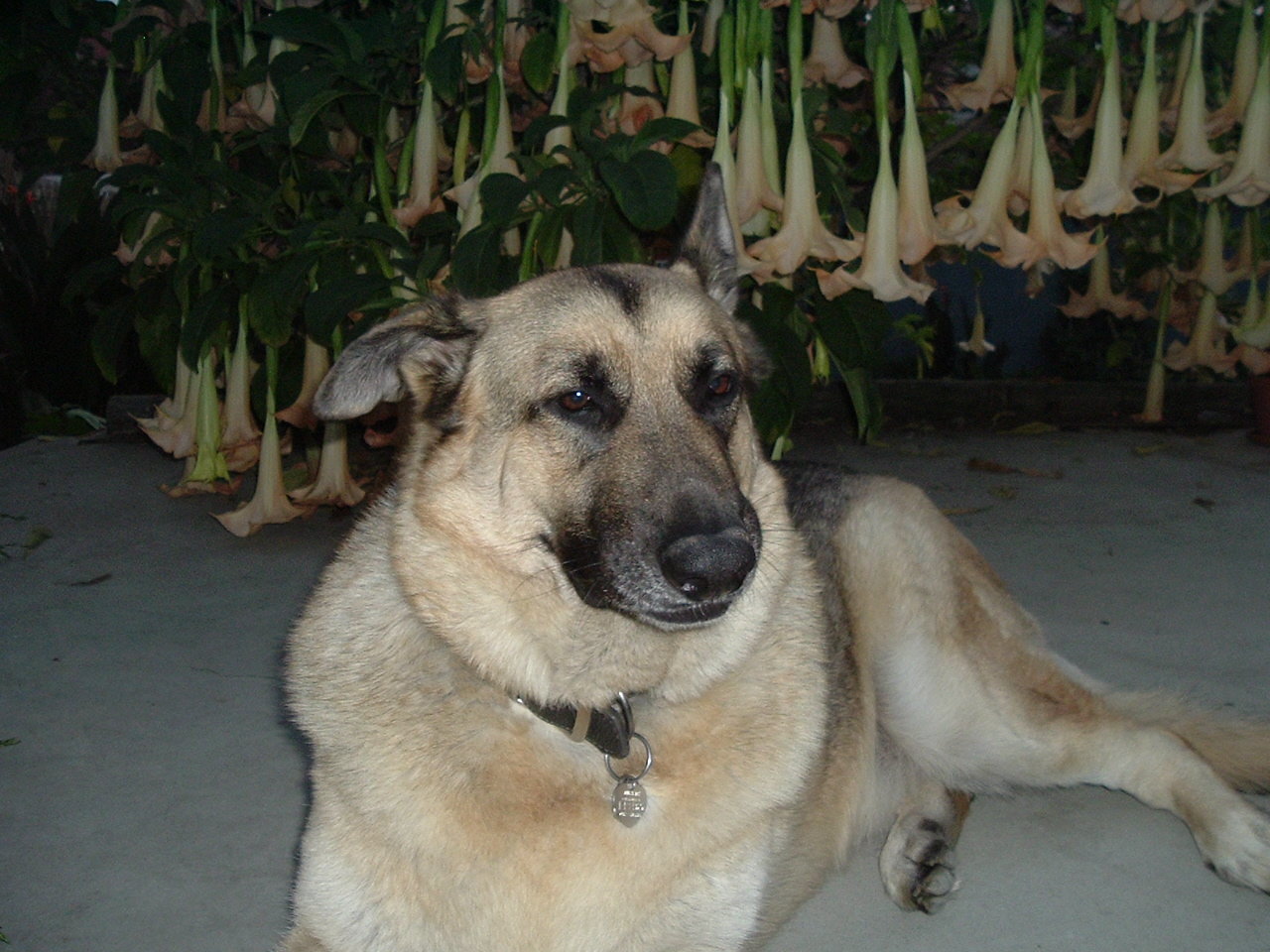 Prince's Online Pet Memorial | Morris Animal Foundation