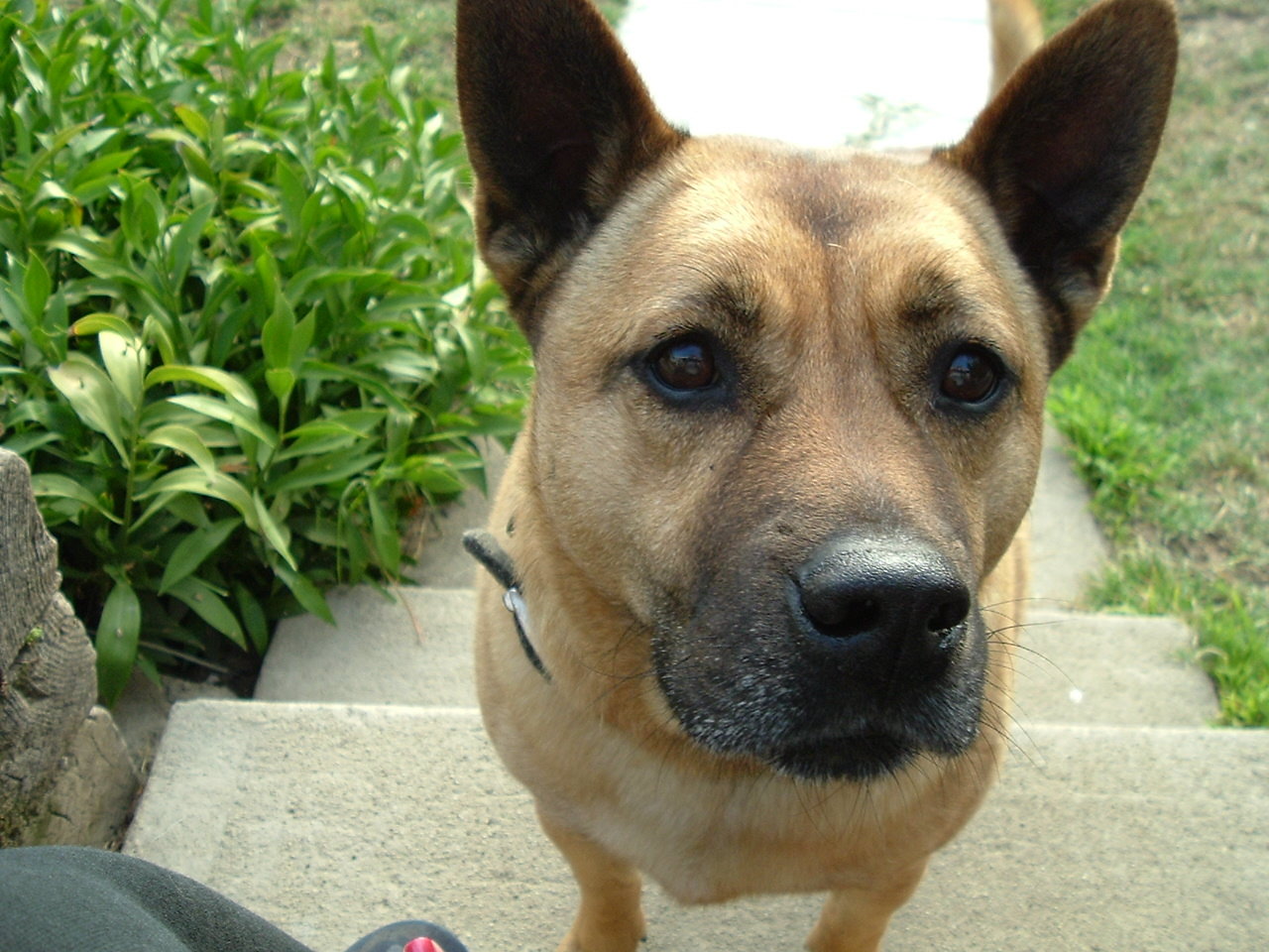 Justice's Online Pet Memorial | Morris Animal Foundation