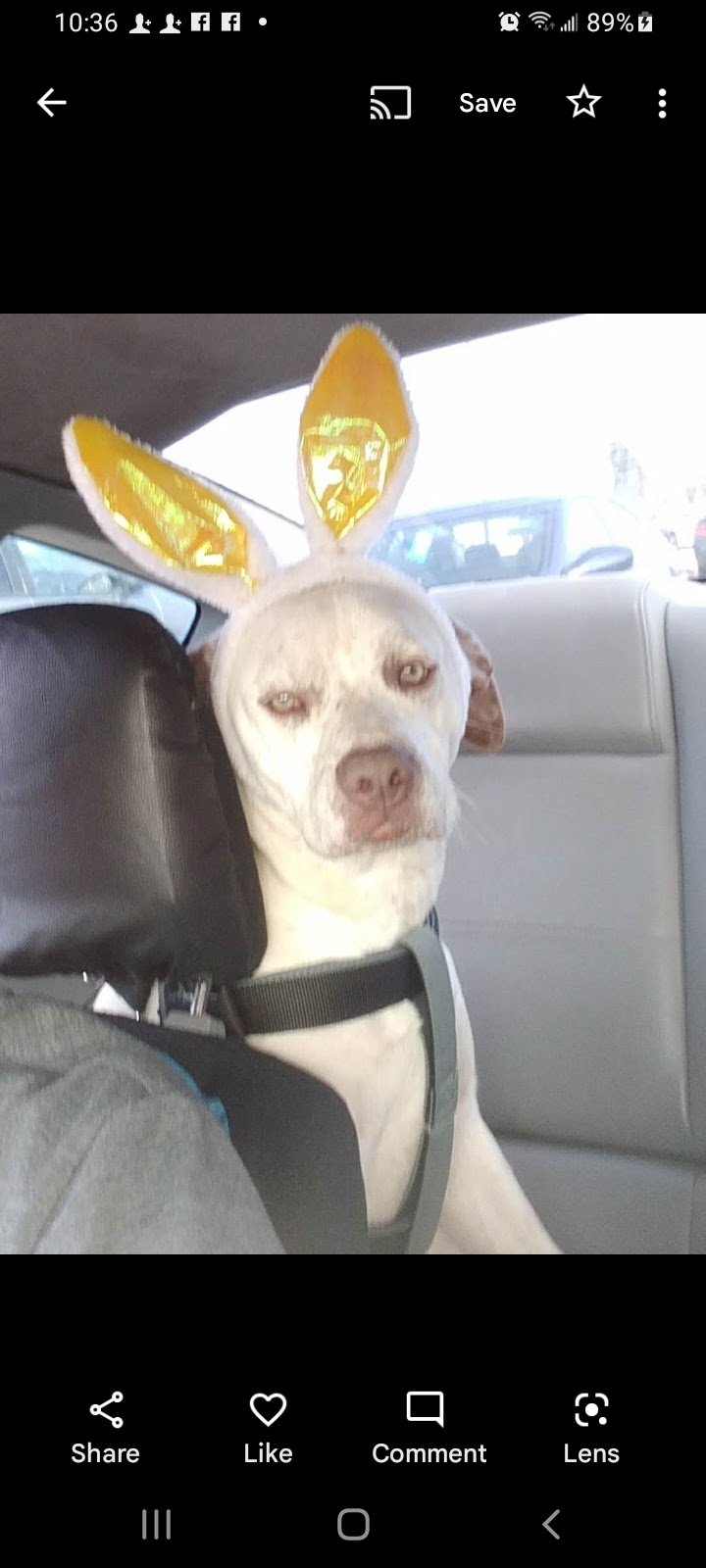 Romeo's Online Pet Memorial | Morris Animal Foundation