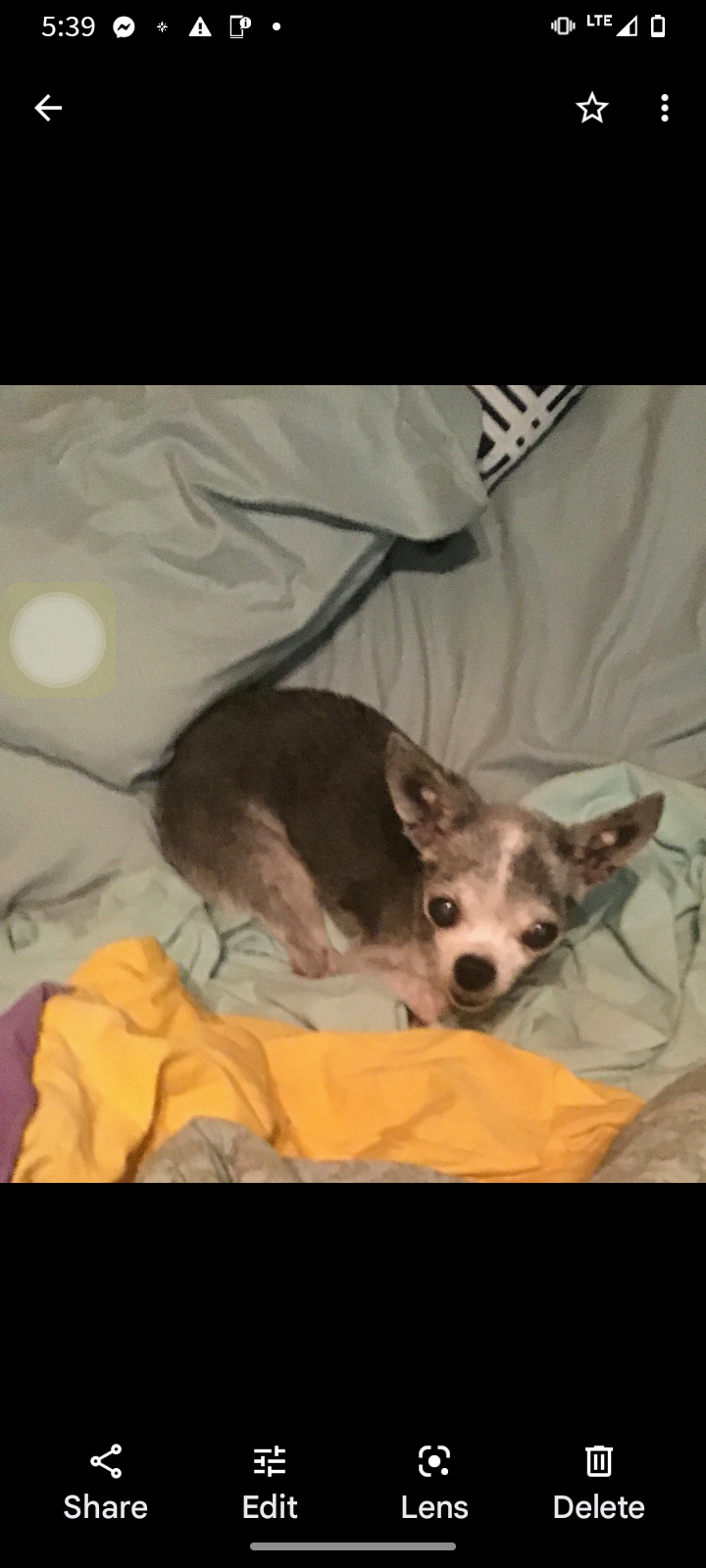 Allie (buggie)'s Online Pet Memorial | Morris Animal Foundation