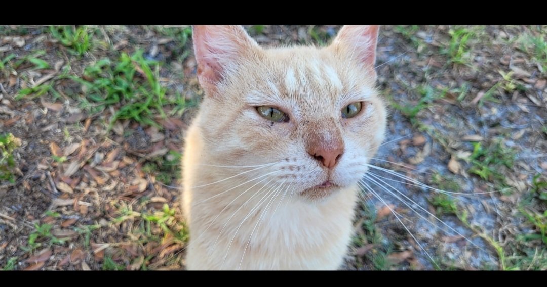 Romeo's Online Pet Memorial | Morris Animal Foundation