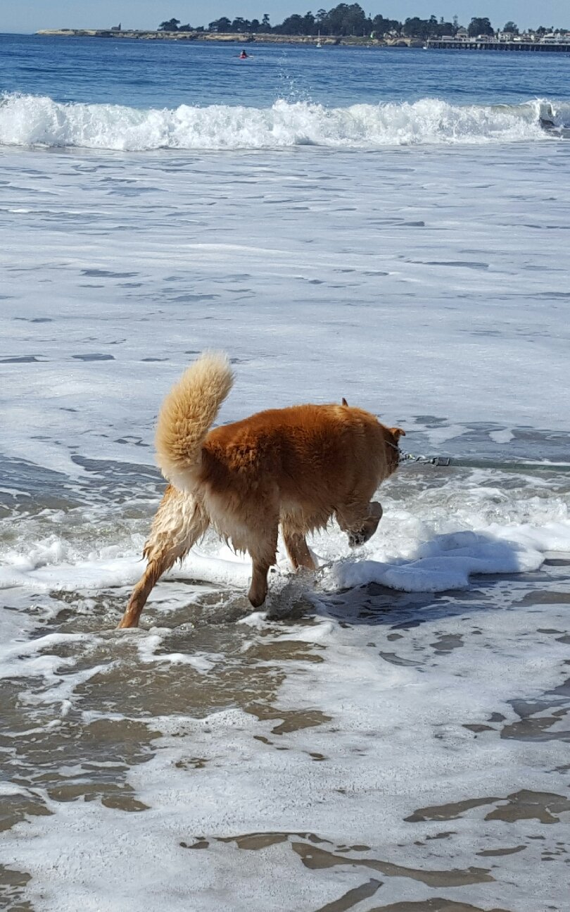 Sheena's Online Pet Memorial | Morris Animal Foundation