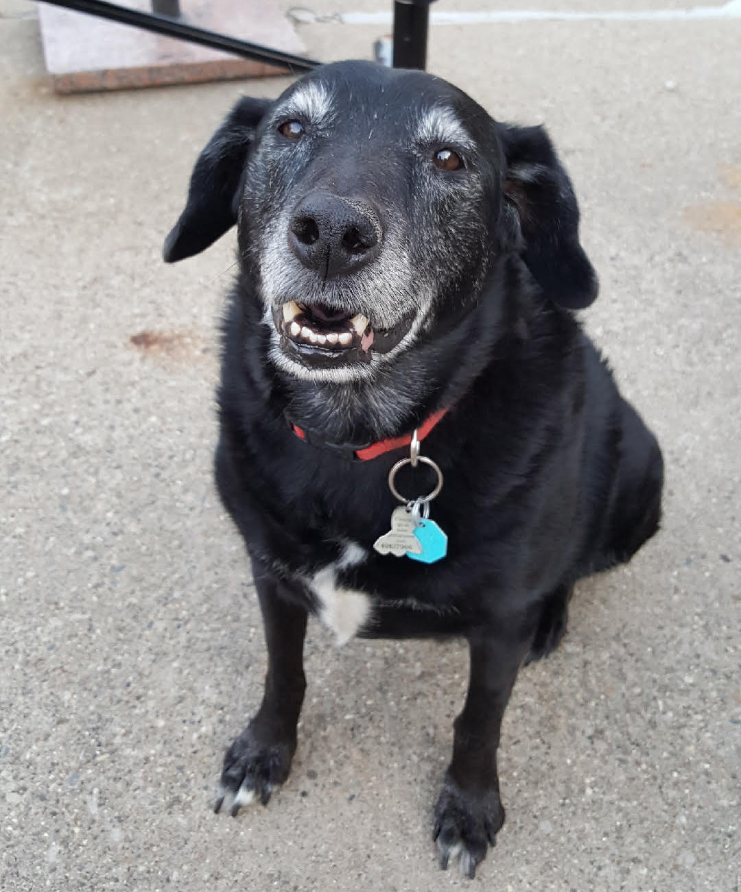 Sinder's Online Pet Memorial | Morris Animal Foundation